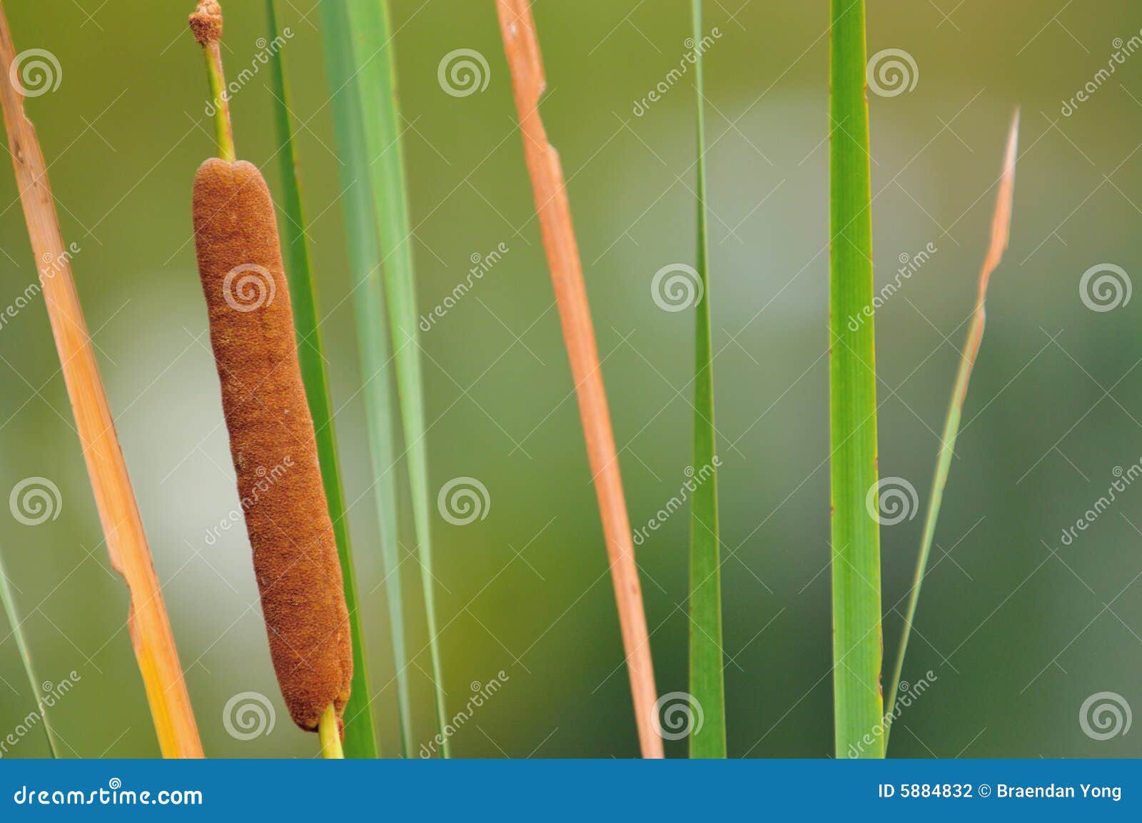 Reed Plant II stock photo. Image of aquatic, river, plants - 5884832