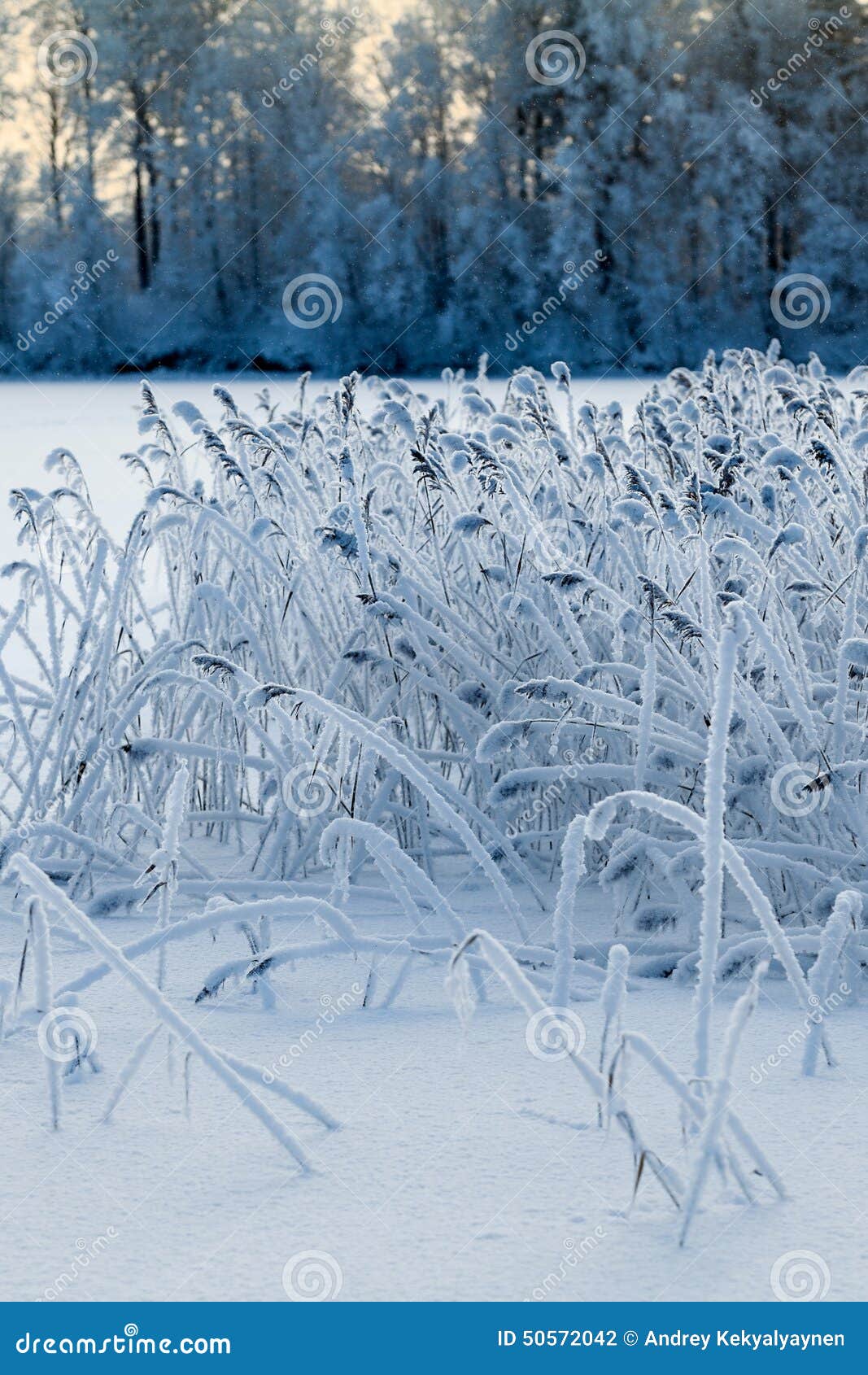 Reed Plants in the Frost on Winter Lake in Forest Stock Photo - Image ...