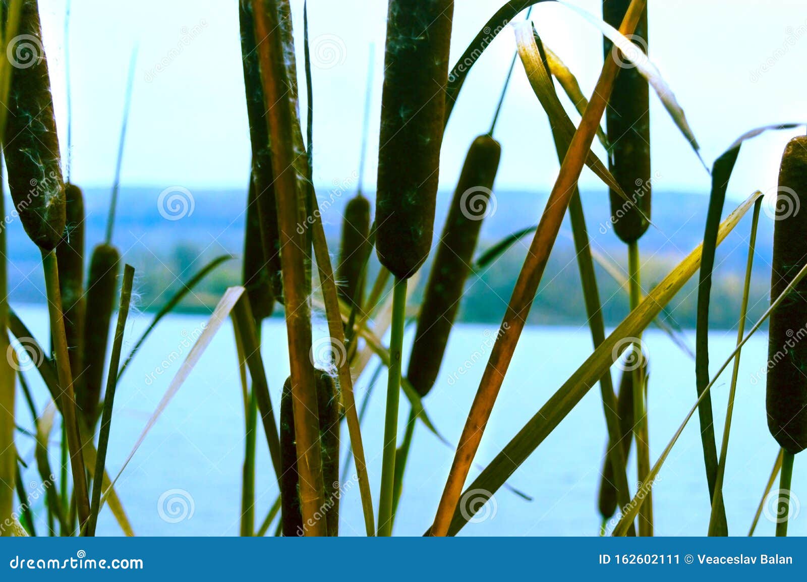 Reed Plants on the Lake in Late Autumn Stock Image - Image of contrast ...