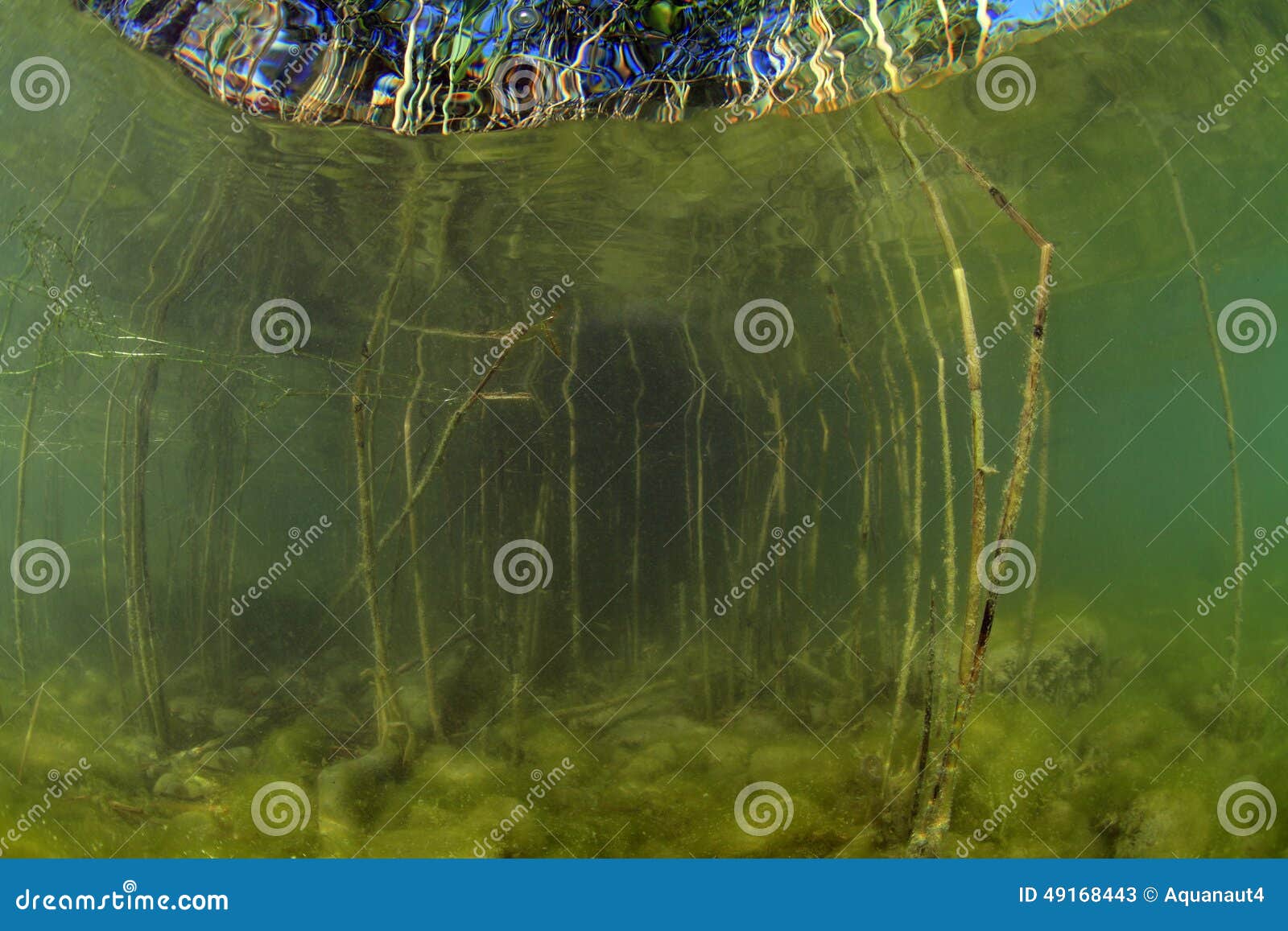 Reed plants underwater stock image. Image of flood, cold - 49168443