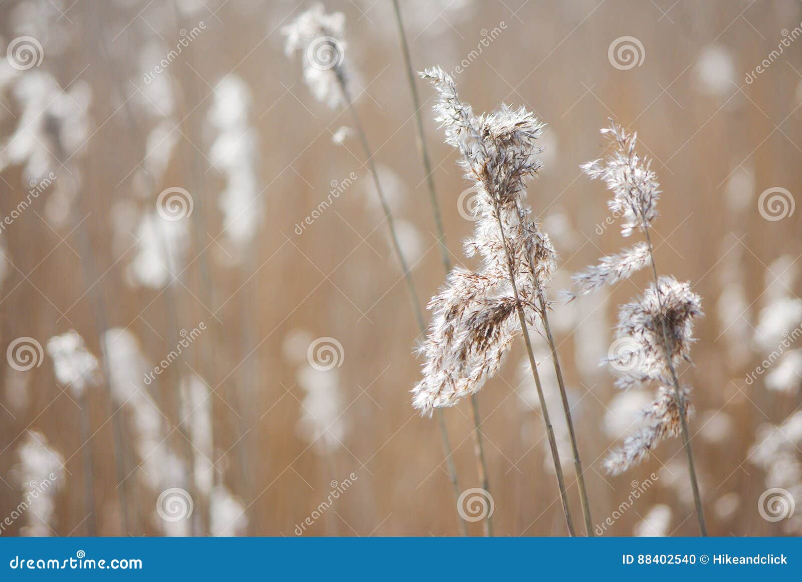 Reed plume stock photo. Image of waving, reed, garden - 88402540