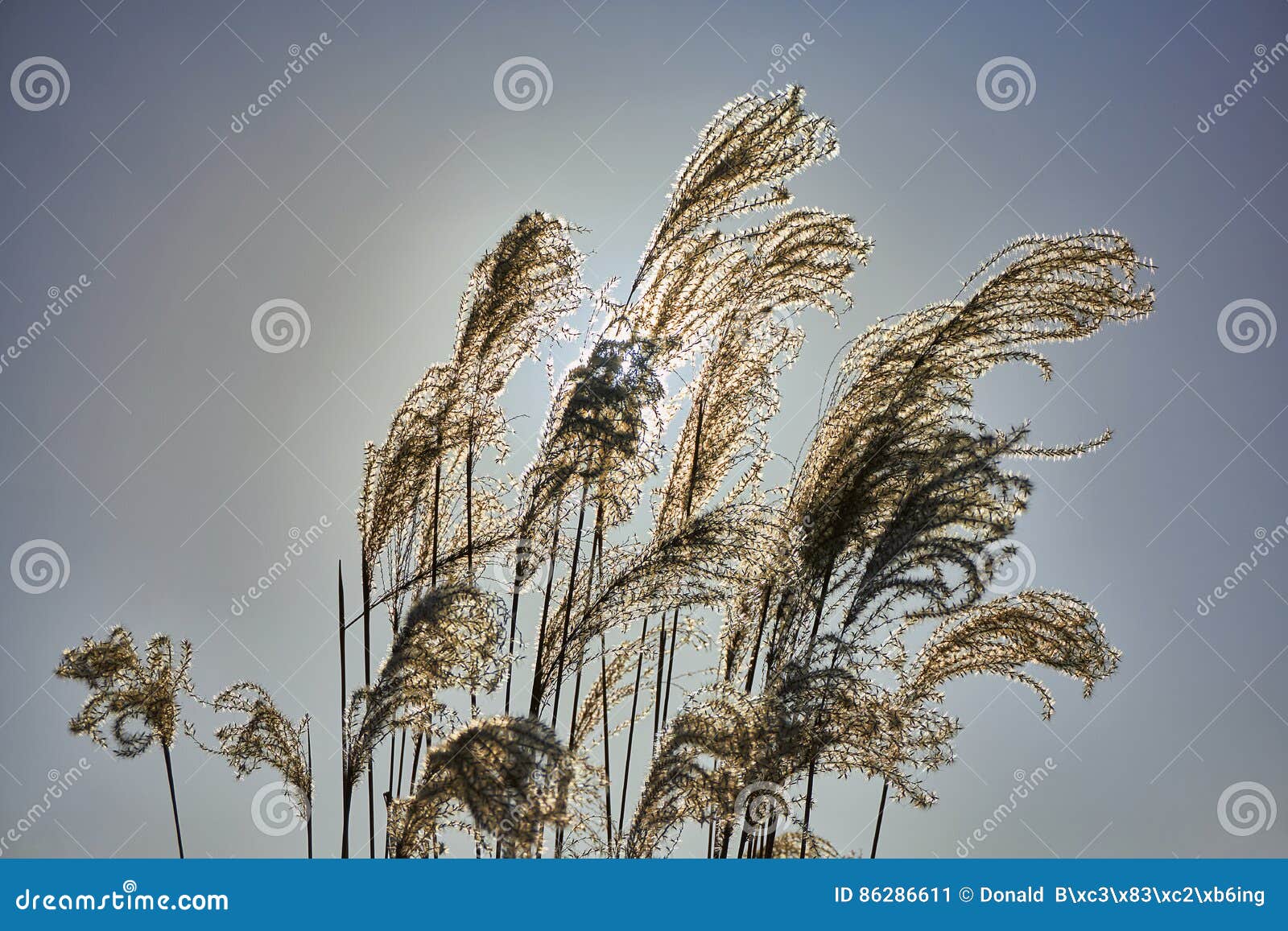 Reed Plumes Blowing in the Wind Stock Image - Image of plumes, blowing ...