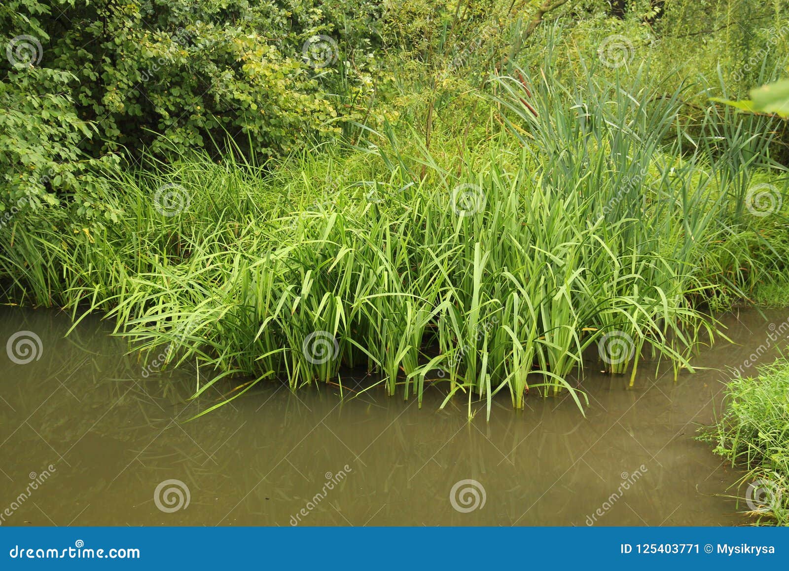 Reed in the pond stock image. Image of environment, water - 125403771