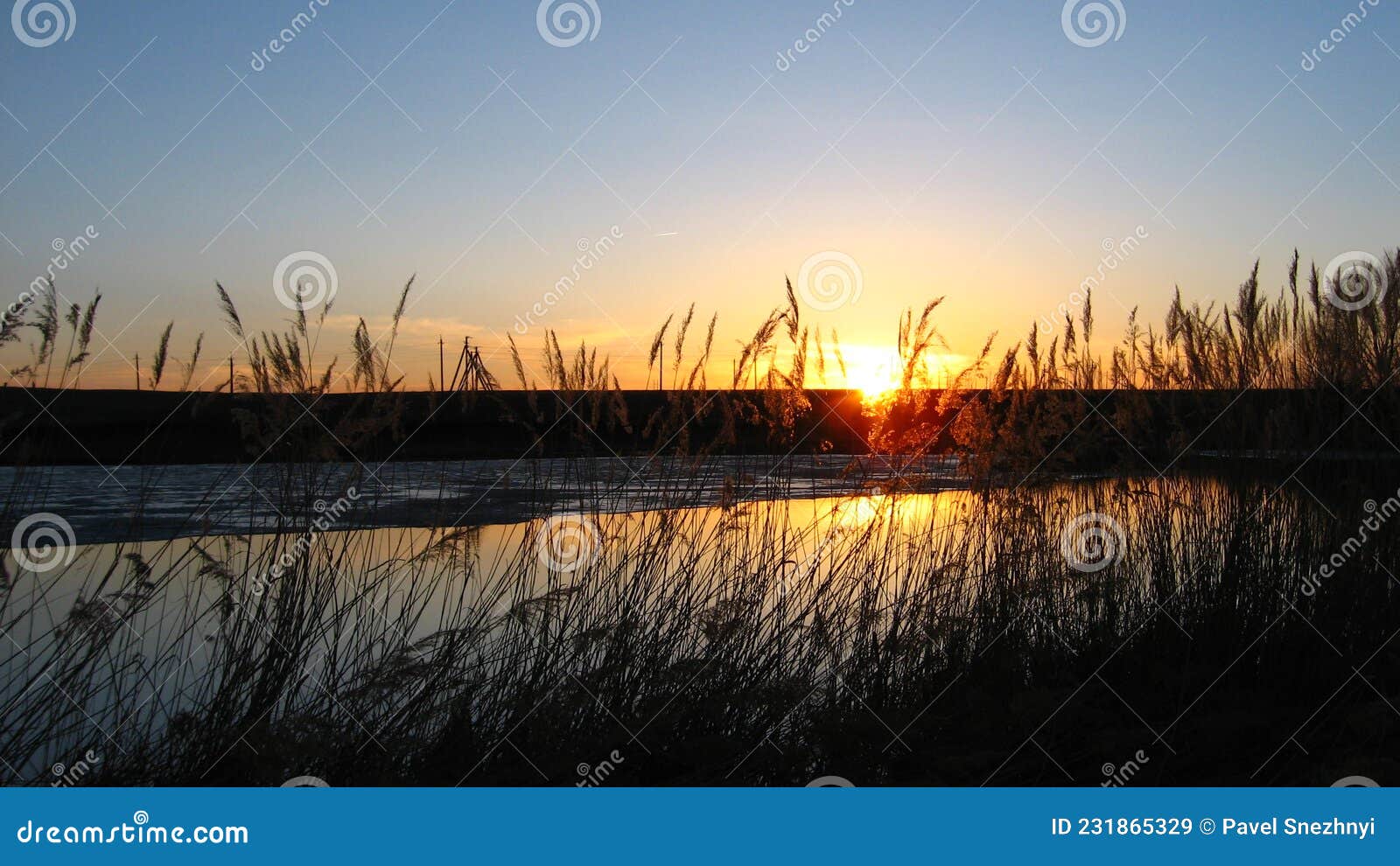 A reed pond at sunset stock image. Image of scene, sunlight - 231865329