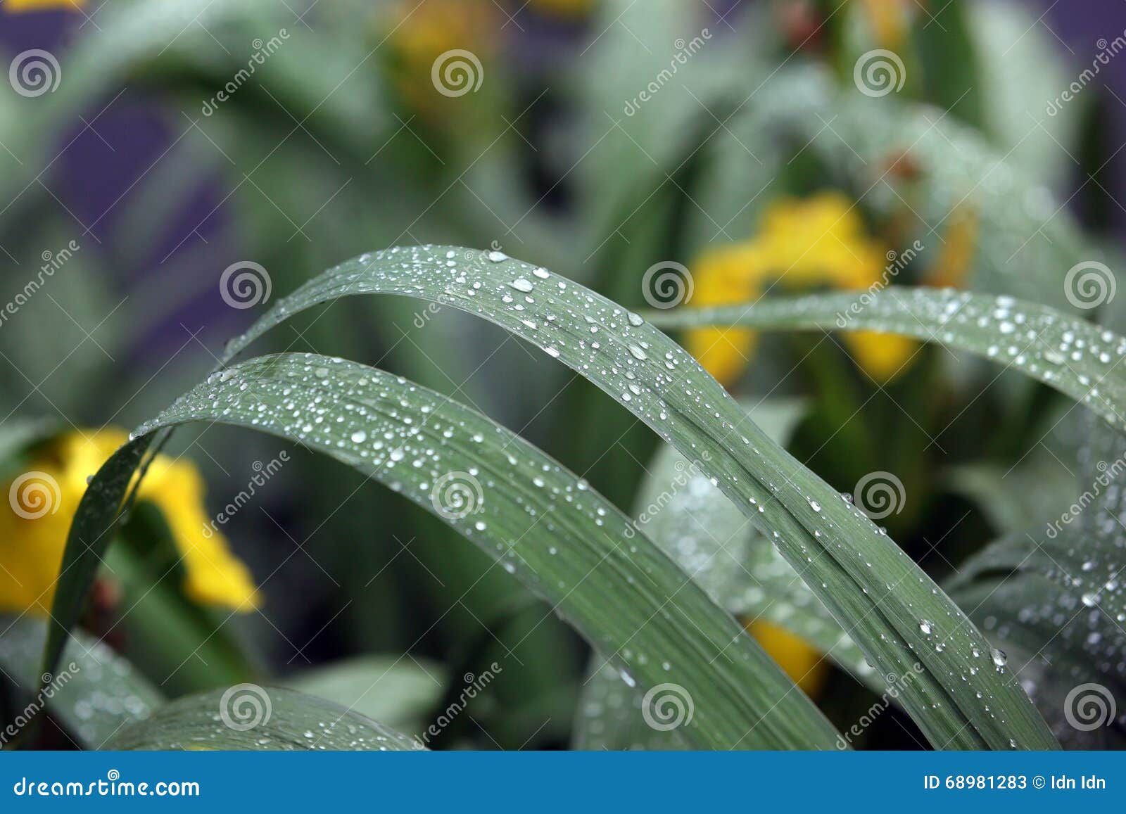 Reed stock image. Image of plant, rain, reed, nature - 68981283