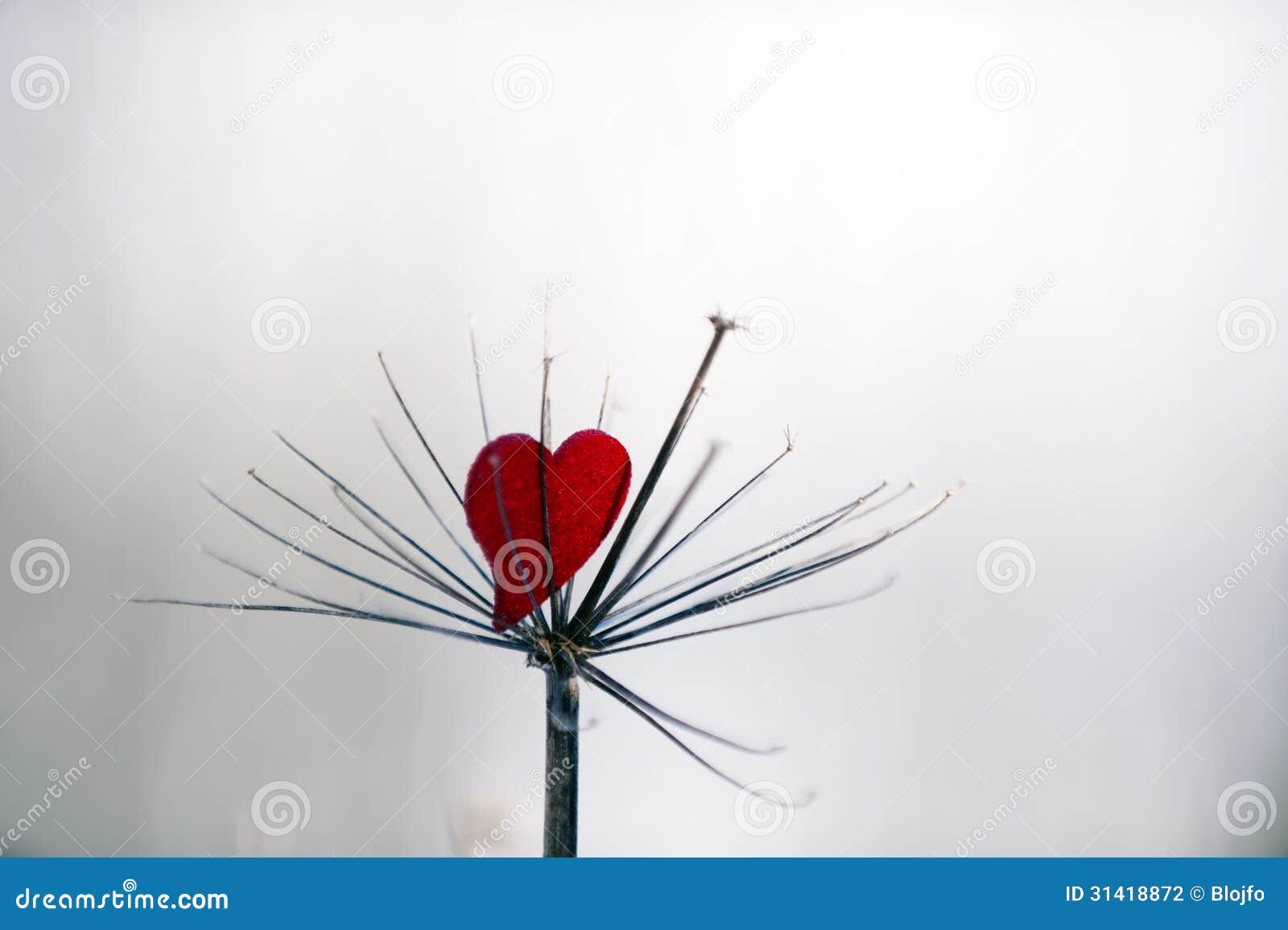 Reed and red heart stock photo. Image of faded, withering - 31418872
