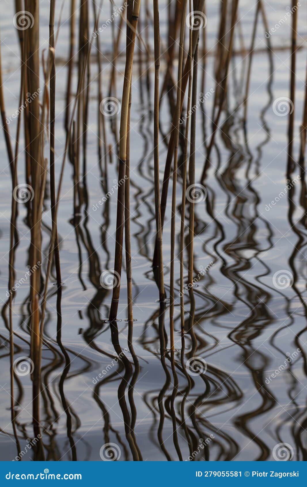 Reed Reflected in the Lake Water 2 Stock Image - Image of nature, trunk ...