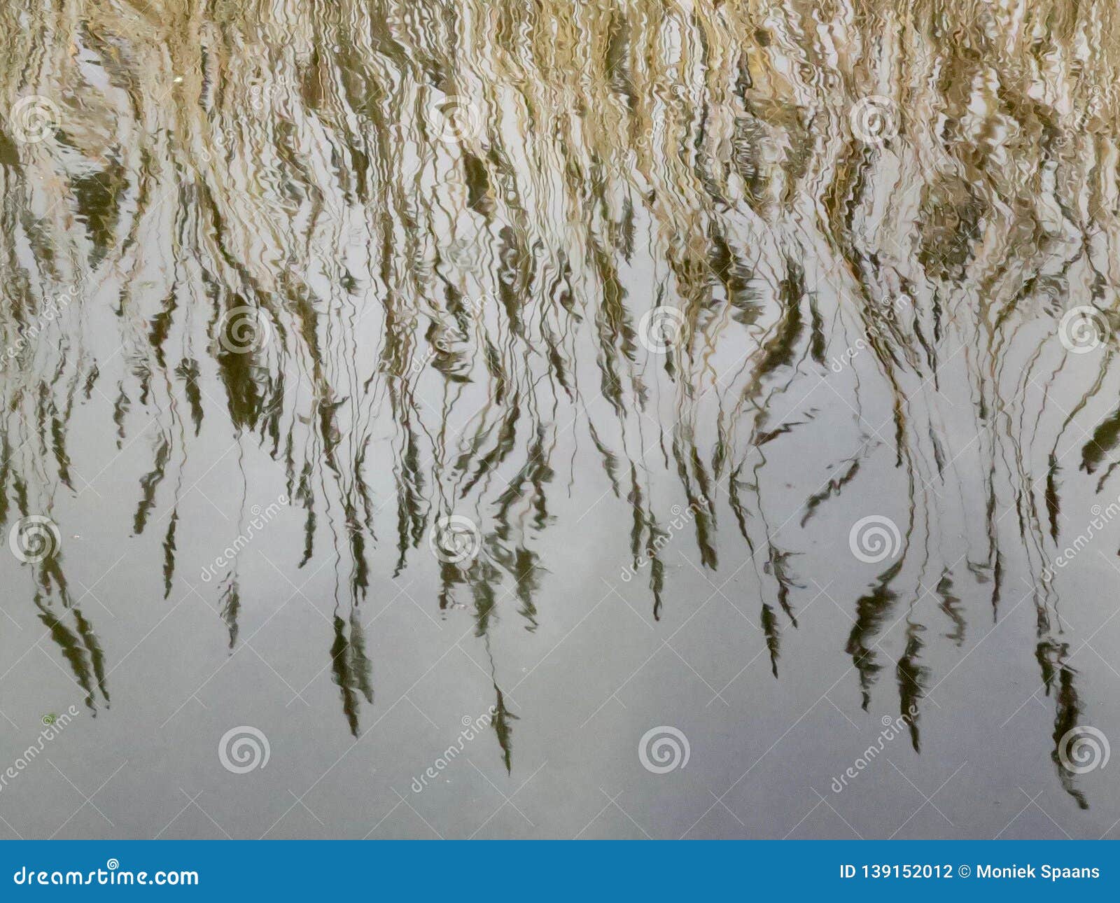 Reed Reflected in the Waves of Water in a Ditch in a Park Stock Photo ...