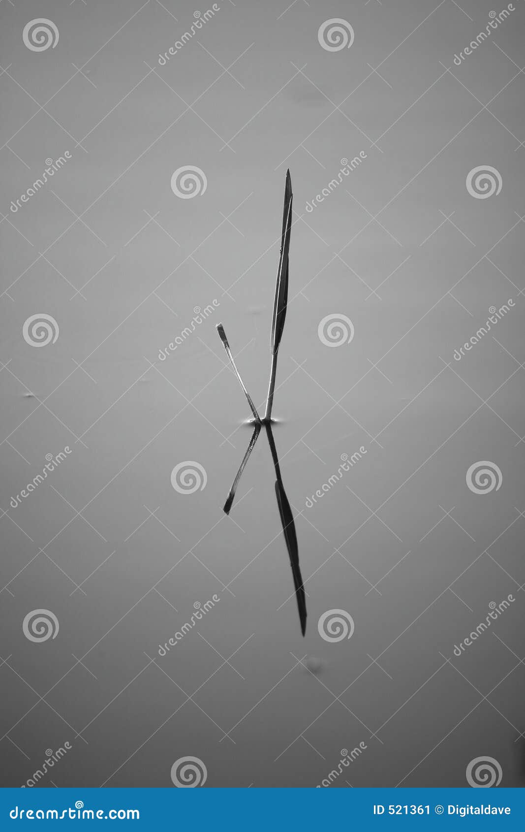 Reed Reflection stock image. Image of grass, black, solitary - 521361