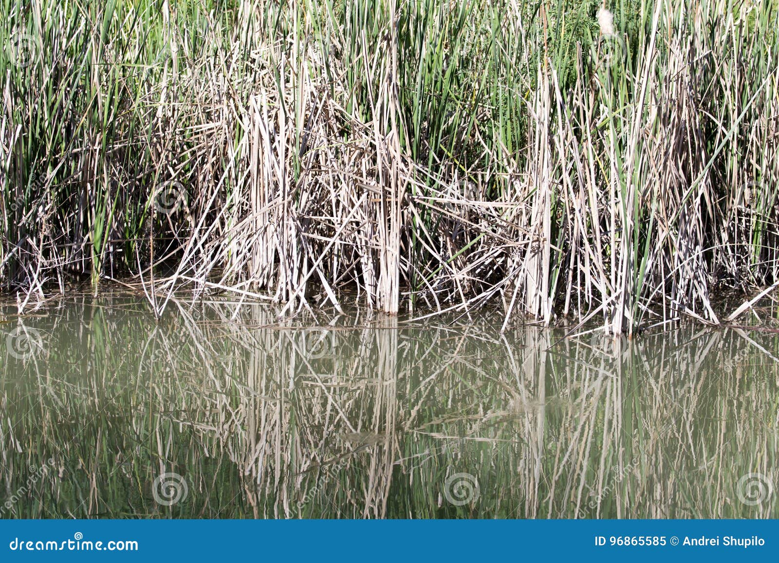 Reed with Reflection in Water Stock Image - Image of calm, reflection ...