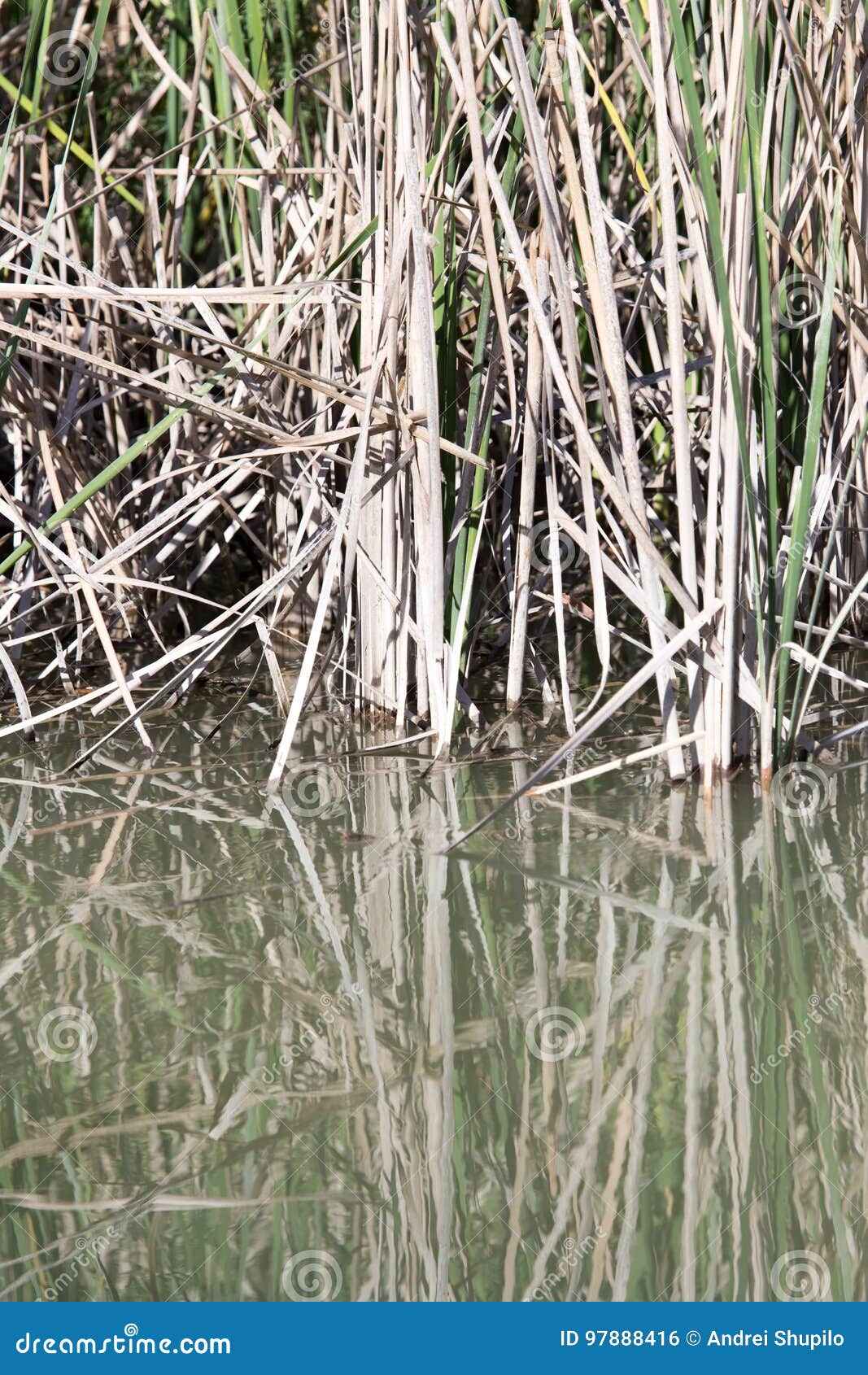 Reed with Reflection in Water Stock Photo - Image of reed, calm: 97888416