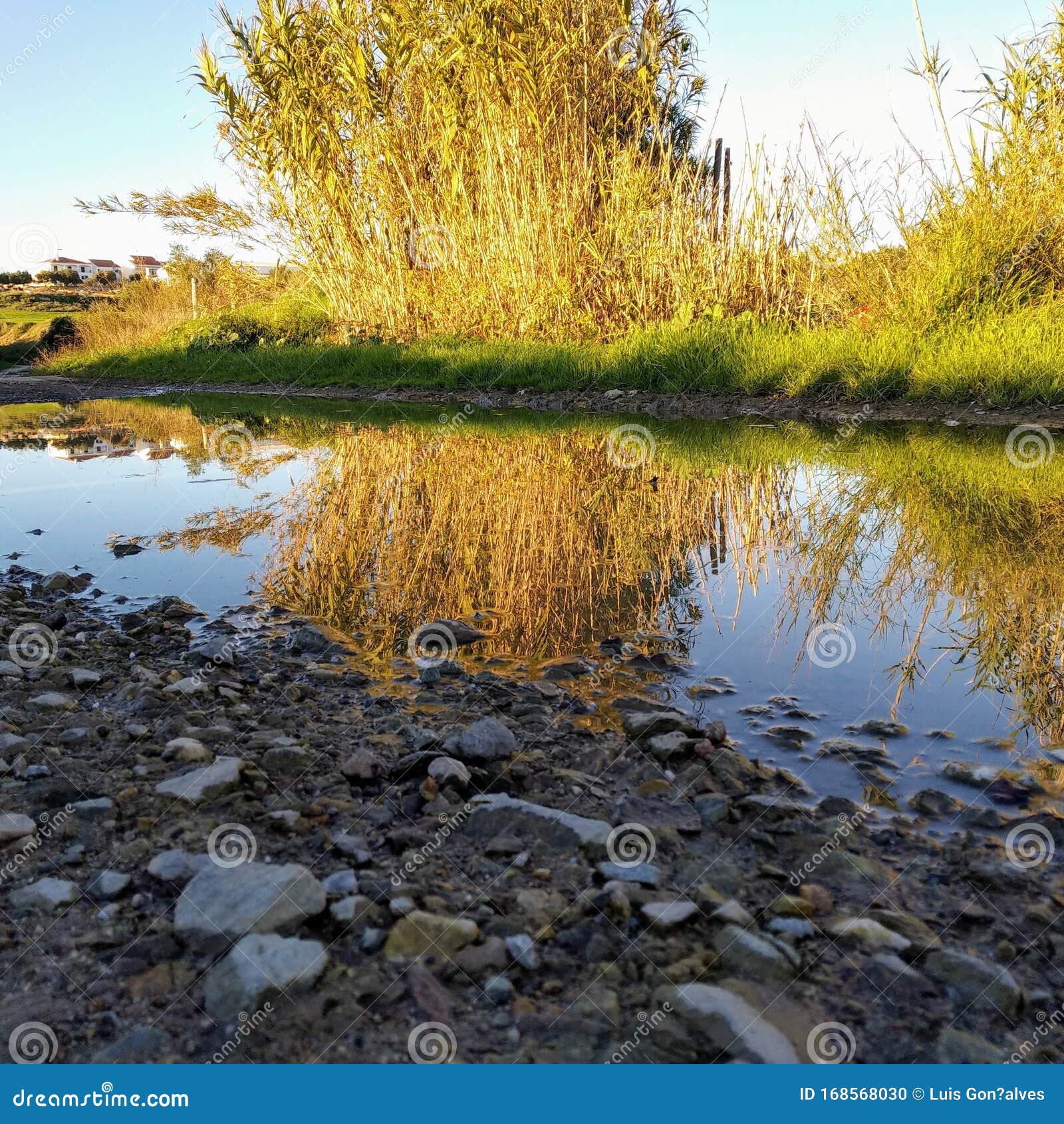 Reed Reflections on the Water Stock Photo - Image of outdoors, water ...
