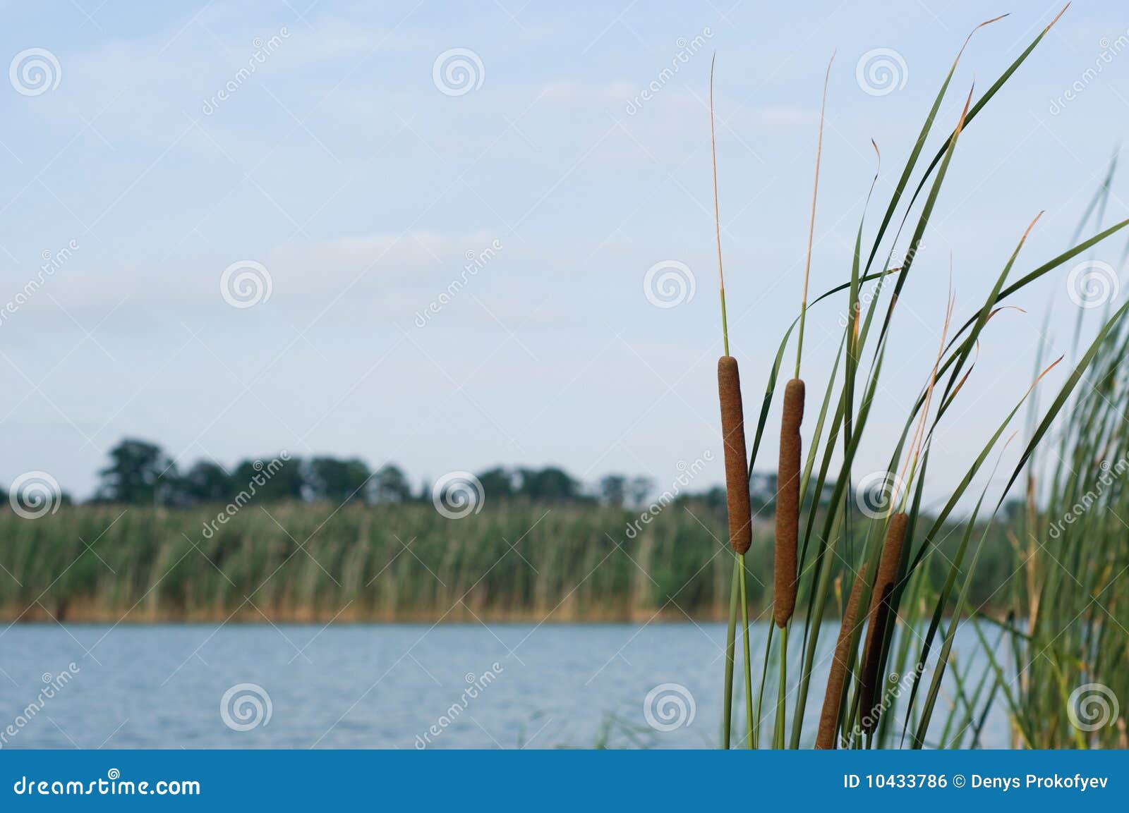 Reed and river stock photo. Image of beauty, environment - 10433786