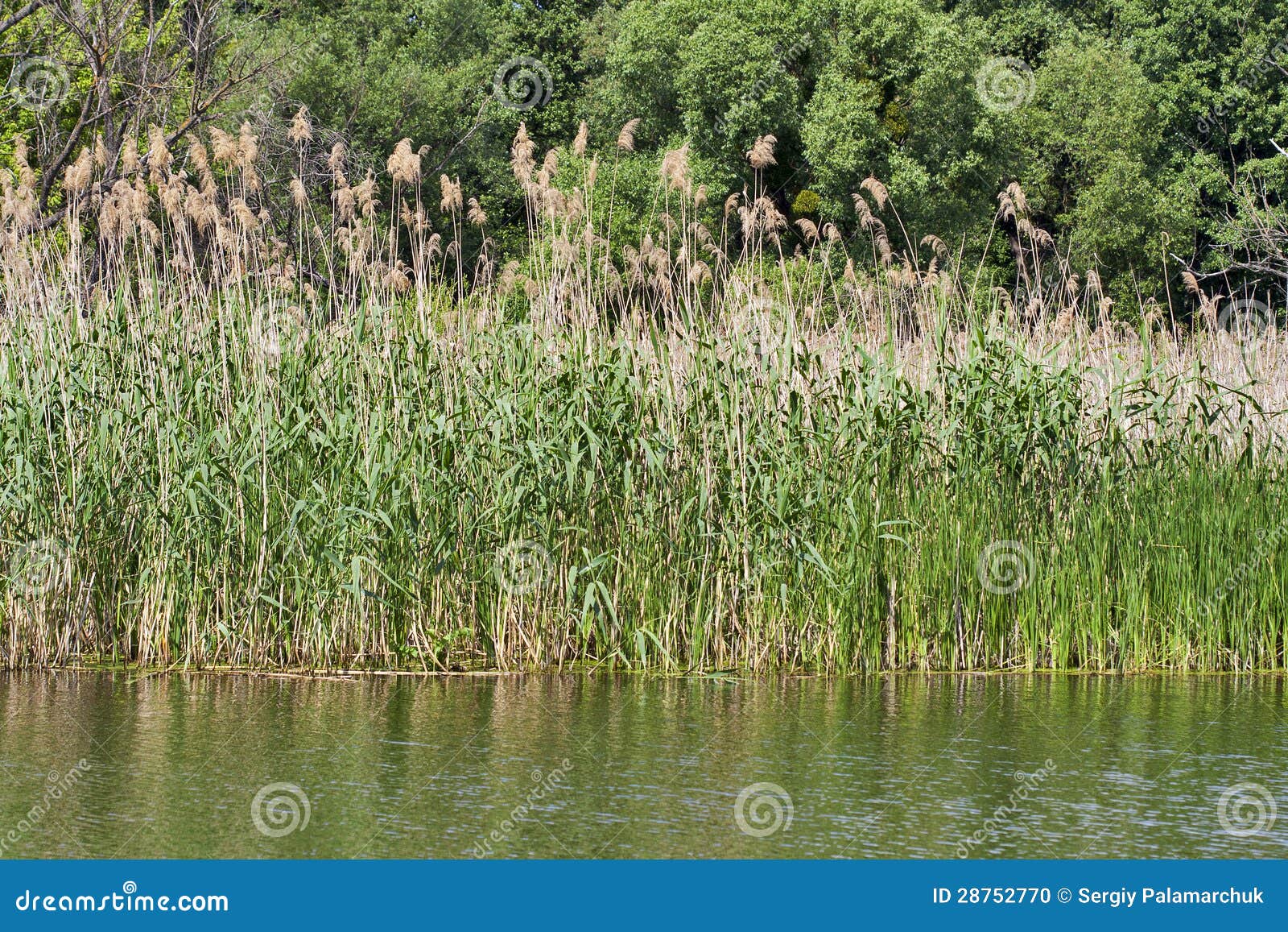 Reed and river stock photo. Image of summer, grass, leaf - 28752770