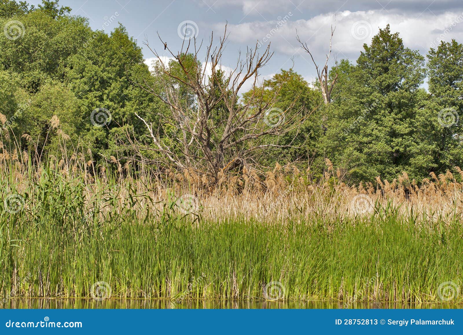 Reed and river stock image. Image of plants, stream, growth - 28752813