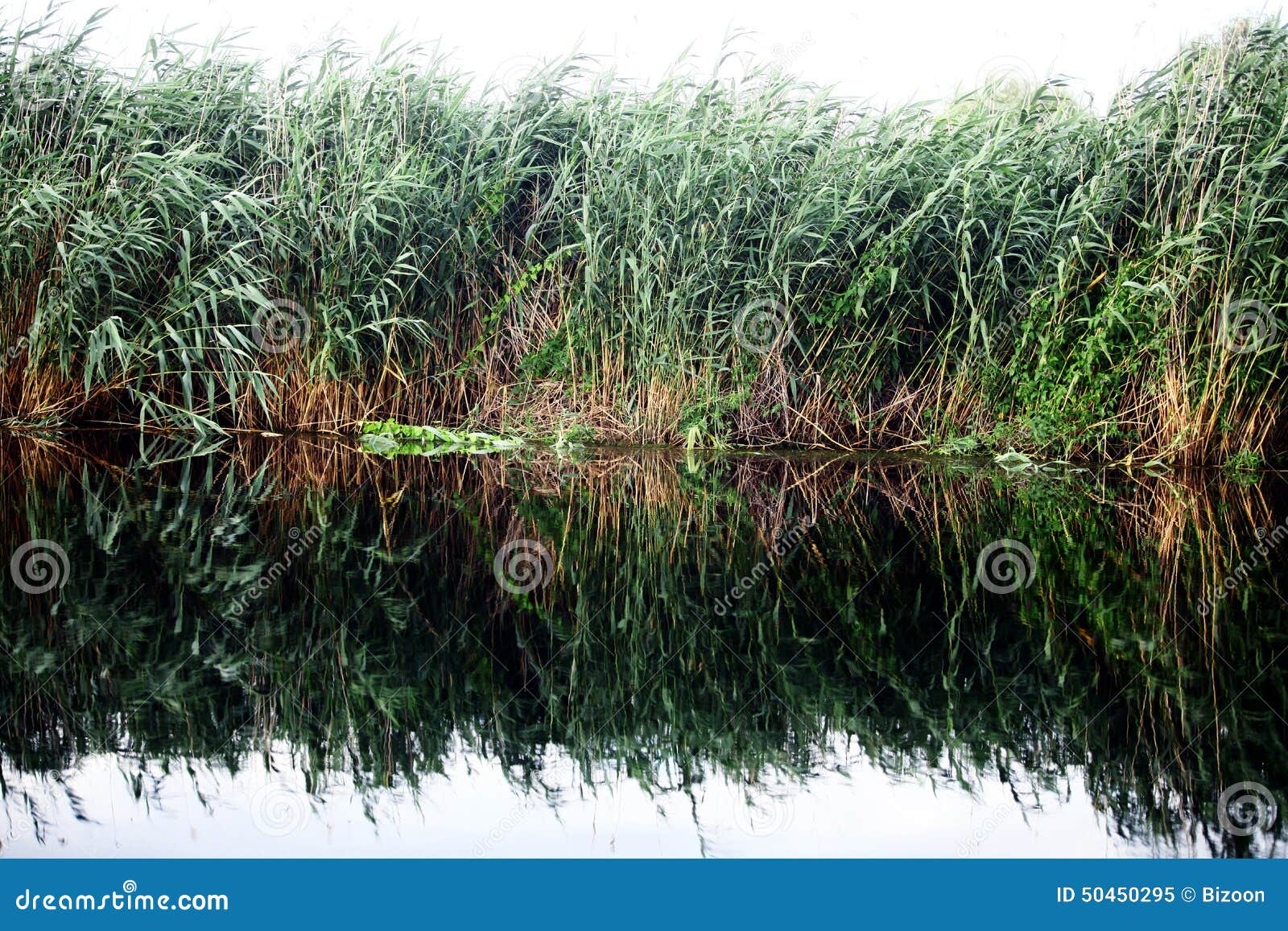 Reed on a river stock image. Image of green, reflection - 50450295