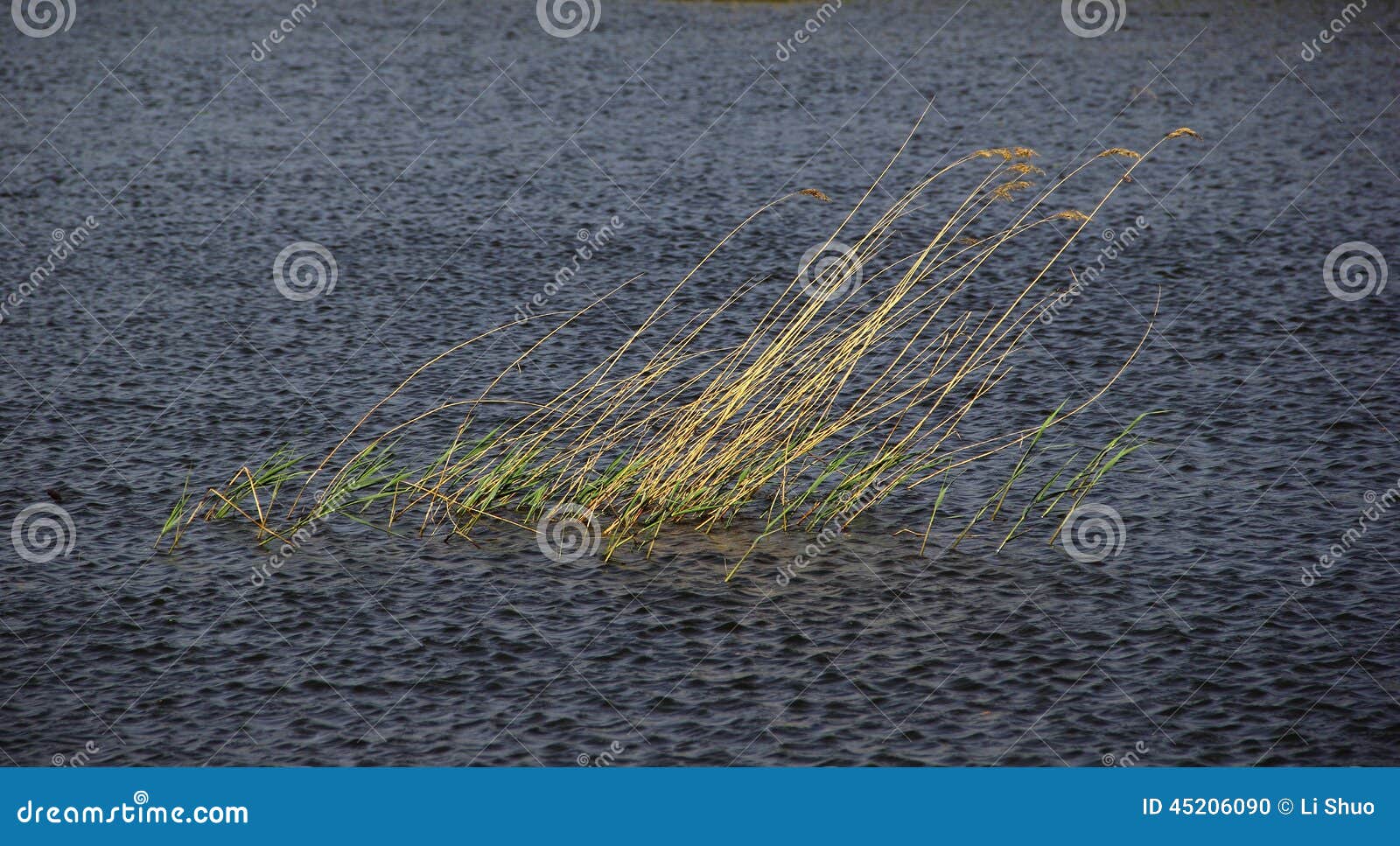 Reed in river stock photo. Image of nature, horizon, reflection - 45206090