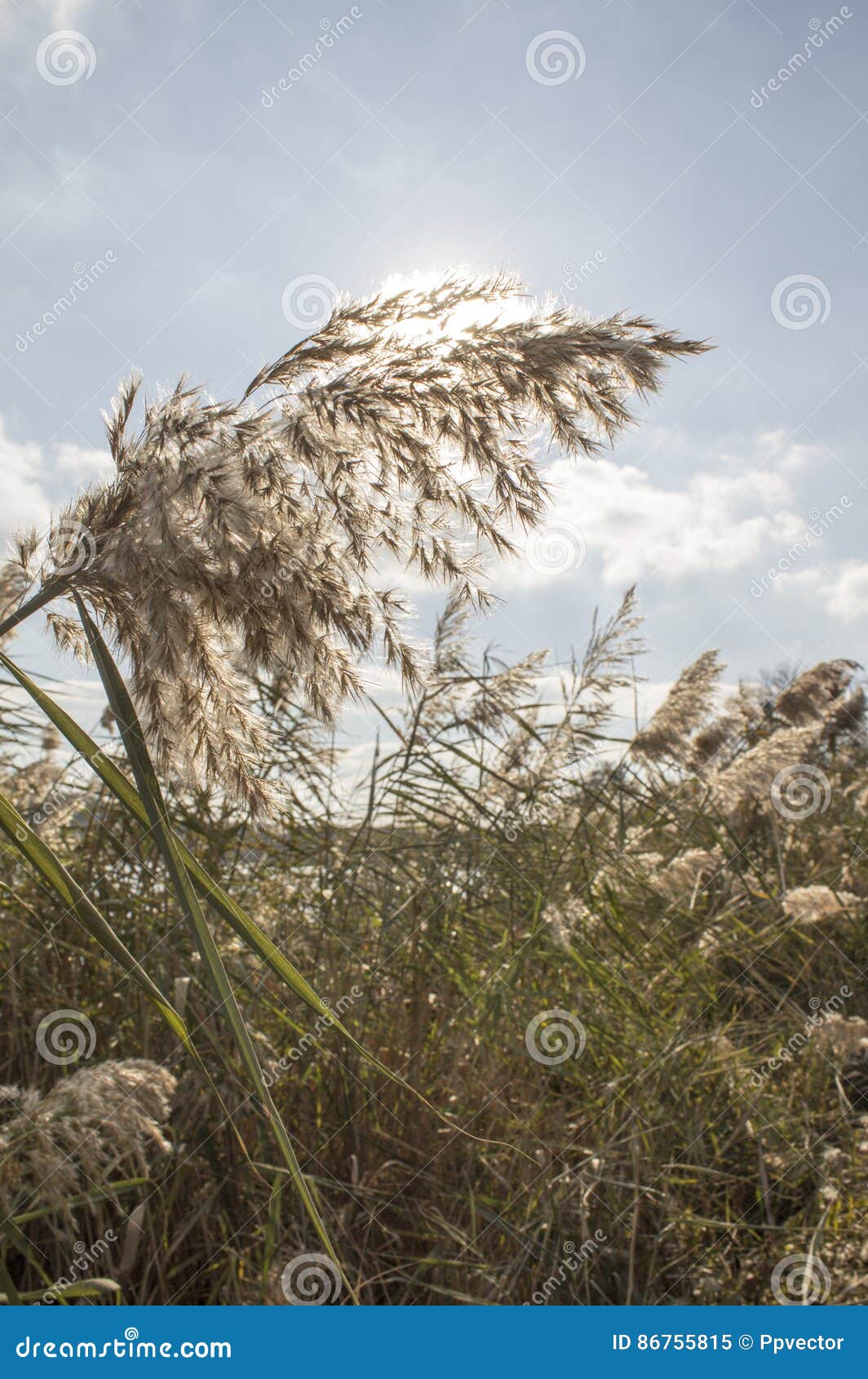 Reed, river vegetation stock image. Image of reserve - 86755815