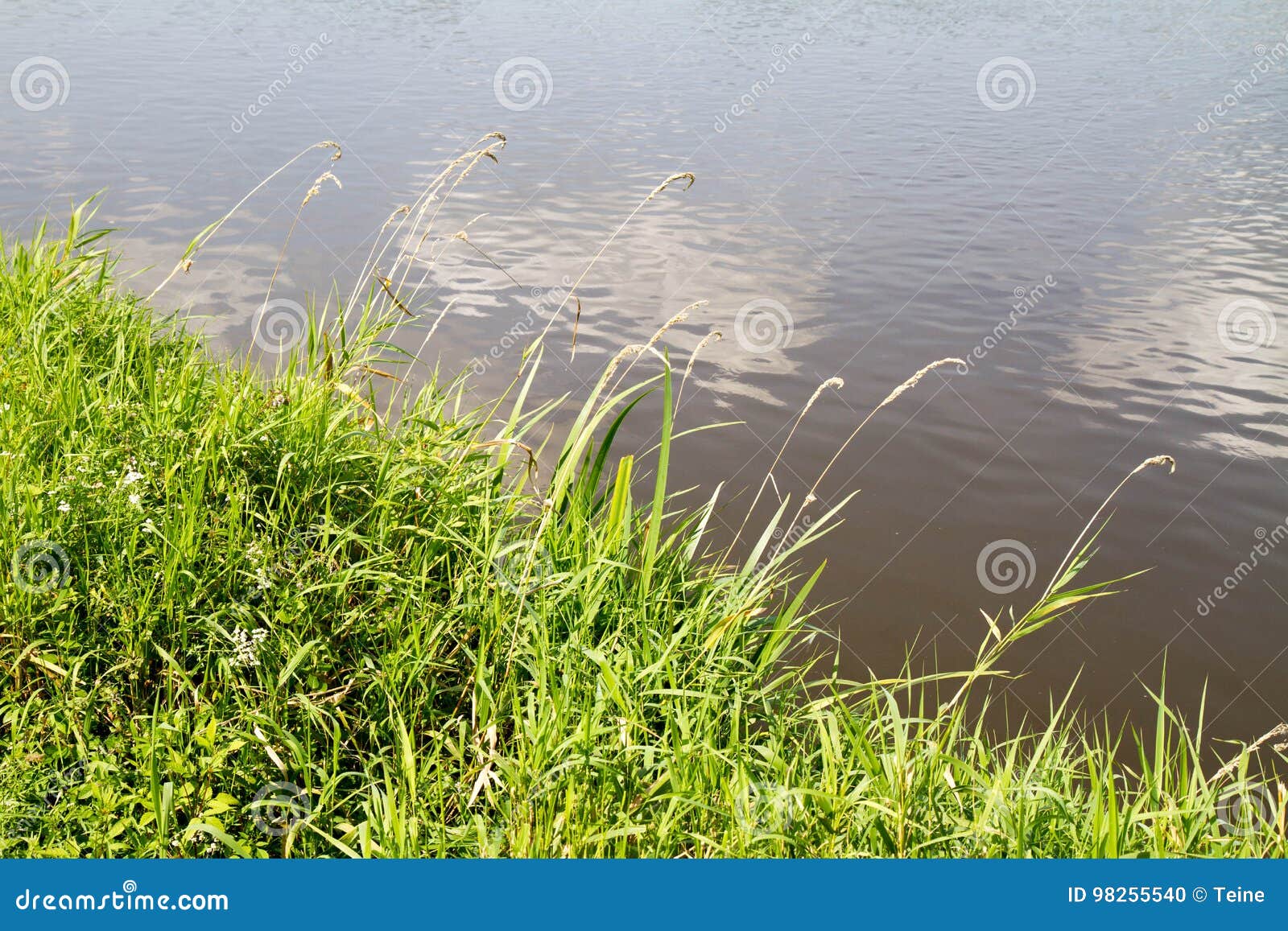 Reed at a riverside stock photo. Image of europe, landscape - 98255540