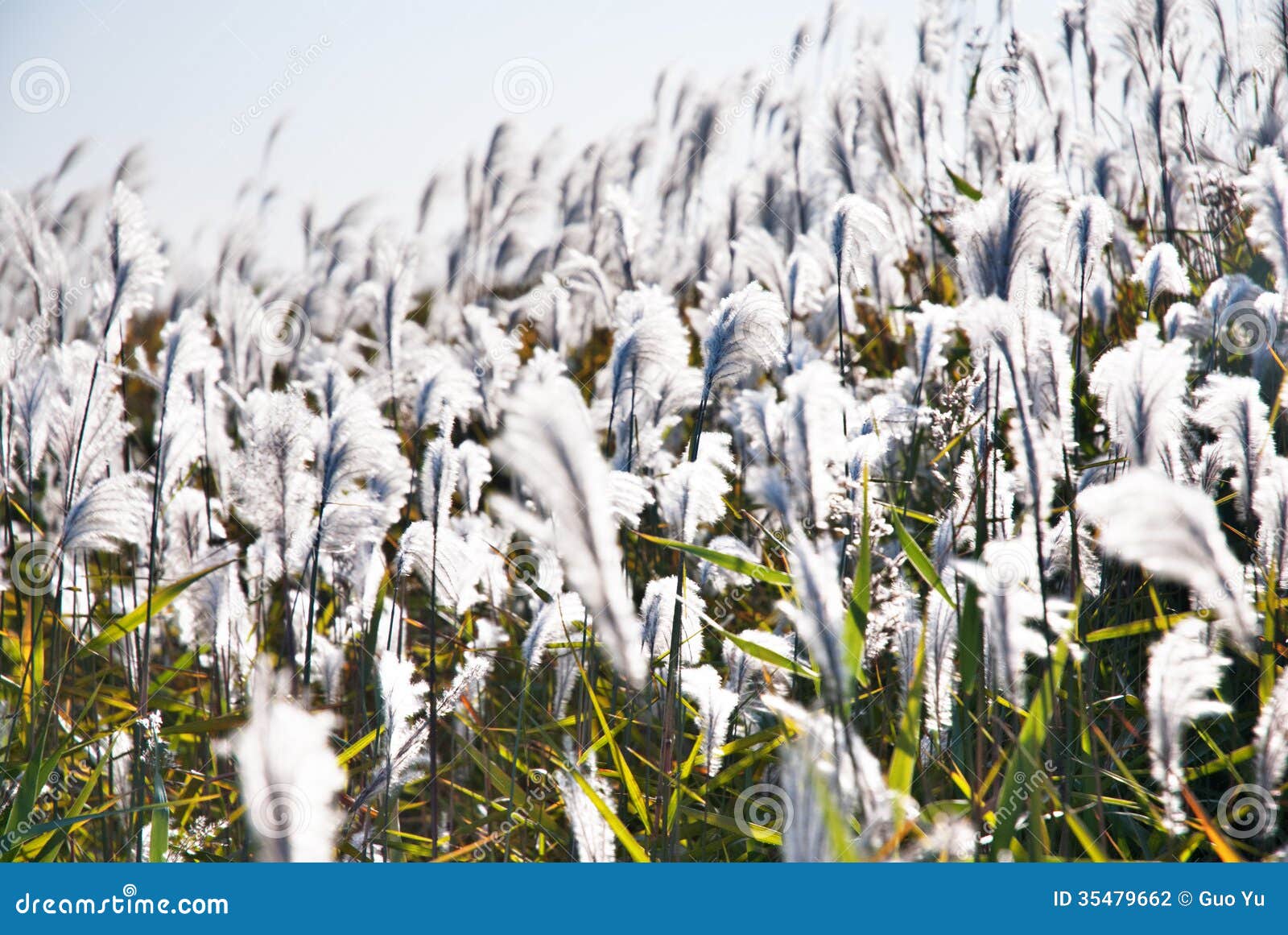 Reed stock photo. Image of foggy, lake, perennial, color - 35479662