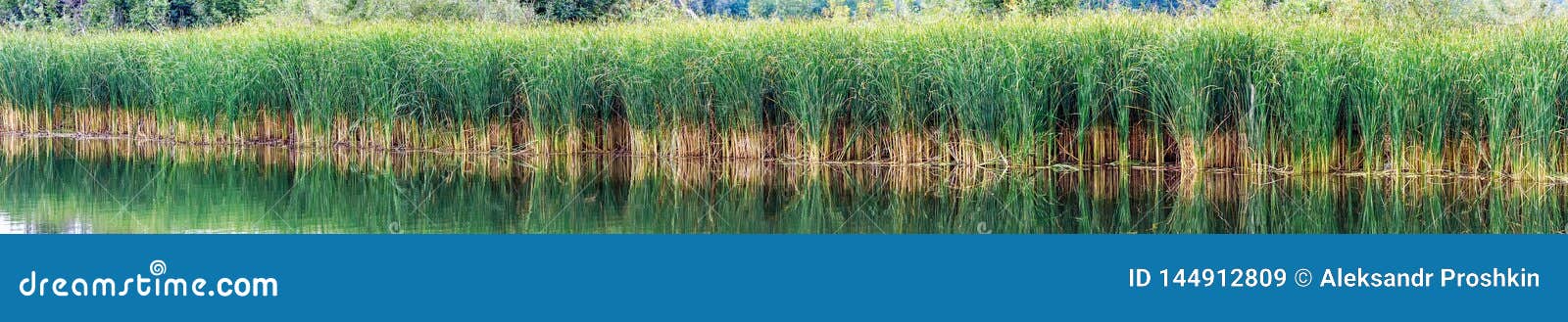 37,377 Reed Pond Stock Photos - Free & Royalty-Free Stock Photos from ...