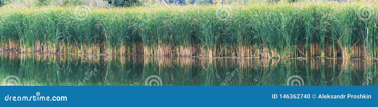 Reed, Sedge or Reed on Lake or Pond Stock Photo - Image of life, grass ...