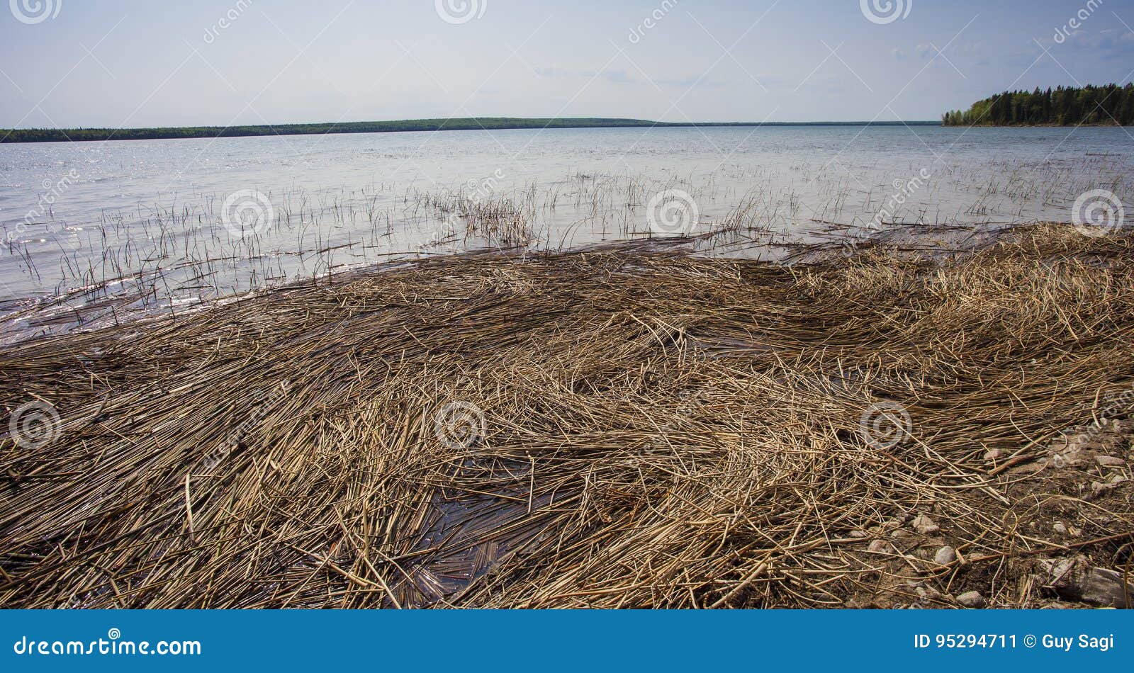 Reed on the shoreline stock image. Image of rocks, reeds - 95294711