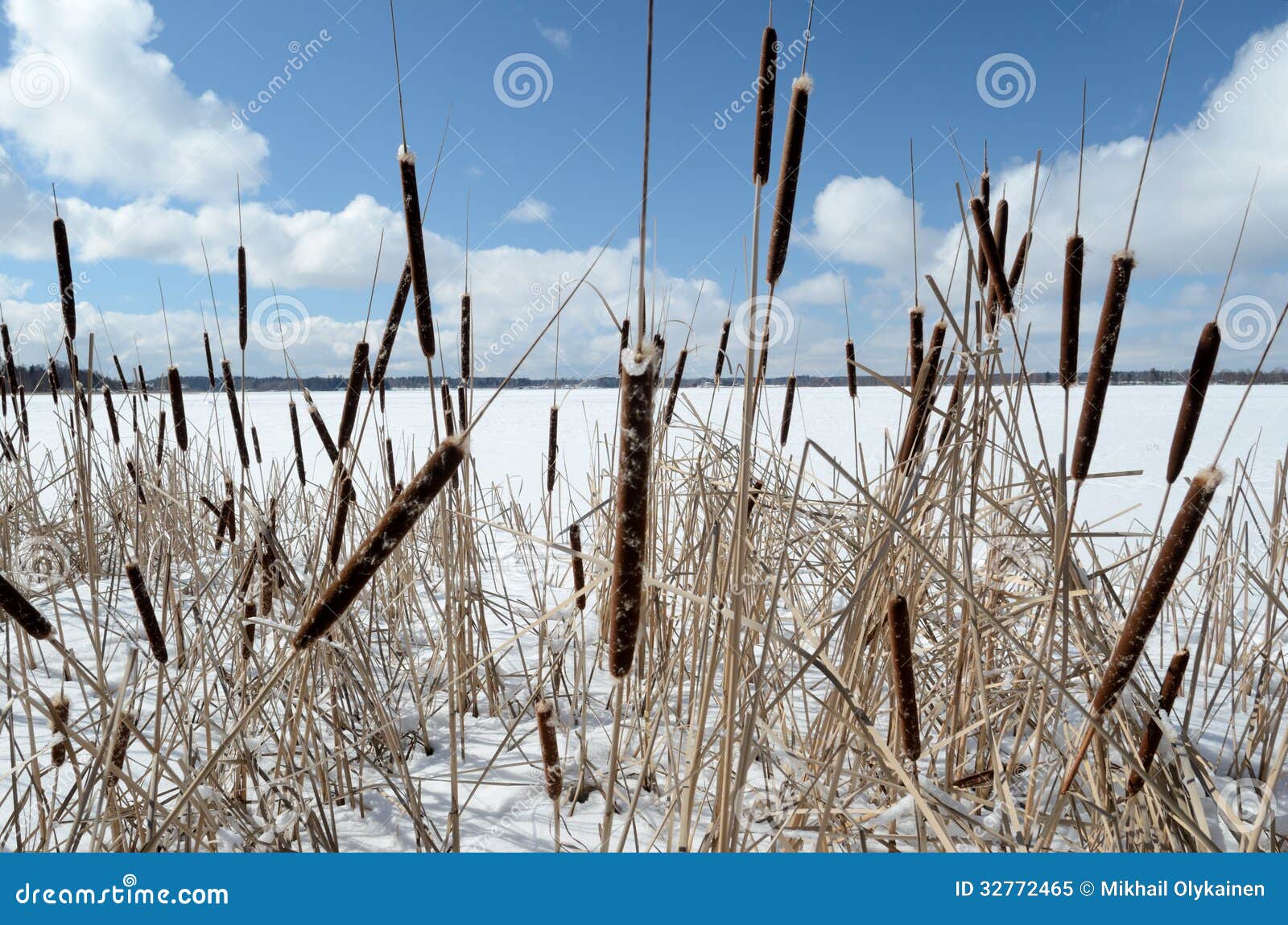 Reed on Snow-covered Lake, Clouds in the Blue Sky Stock Image - Image ...
