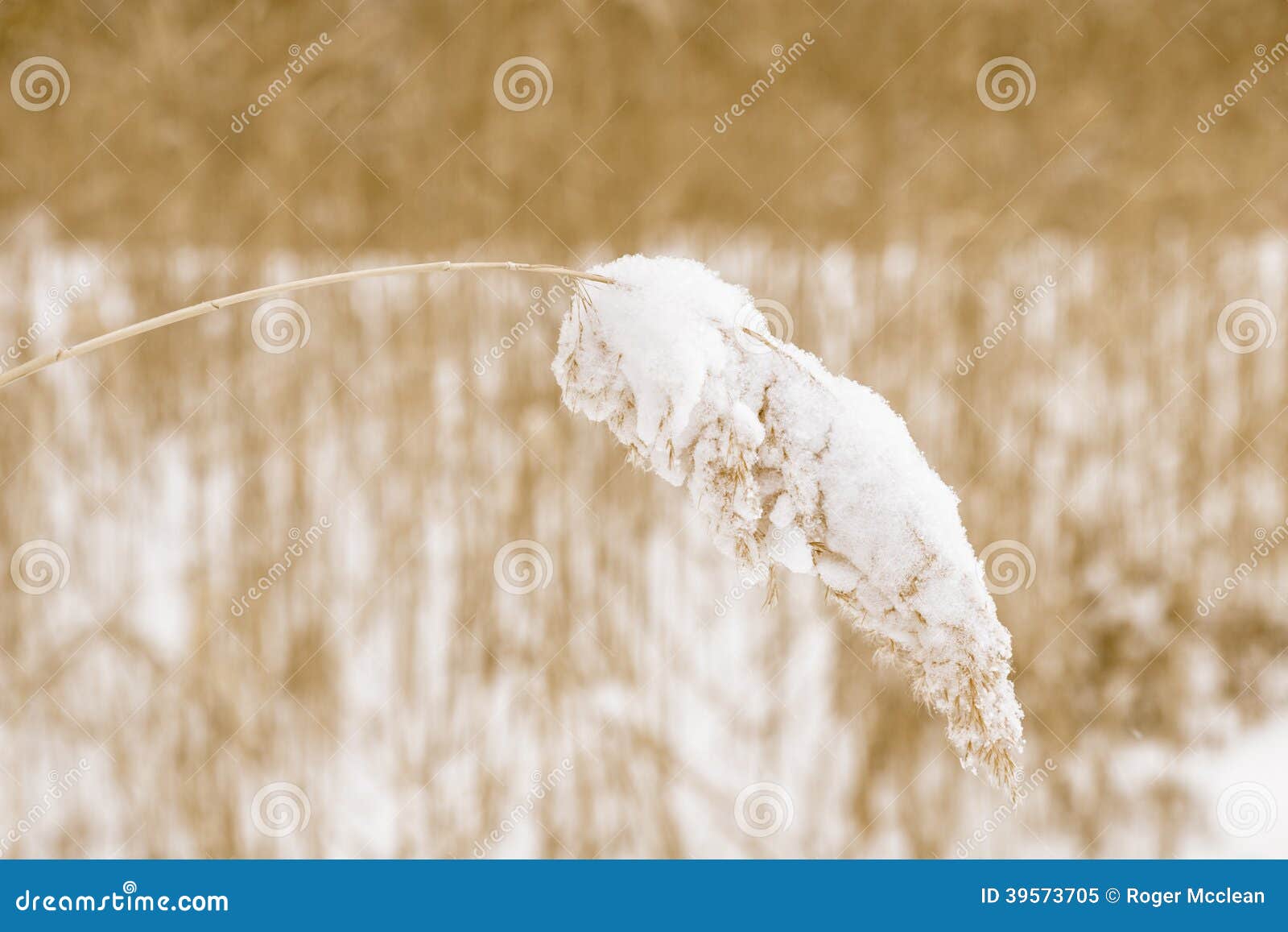 Reed in snow stock image. Image of serene, white, reedplant - 39573705