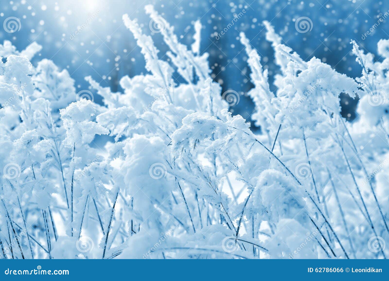 Reed in snow stock photo. Image of landscape, outdoor - 62786066