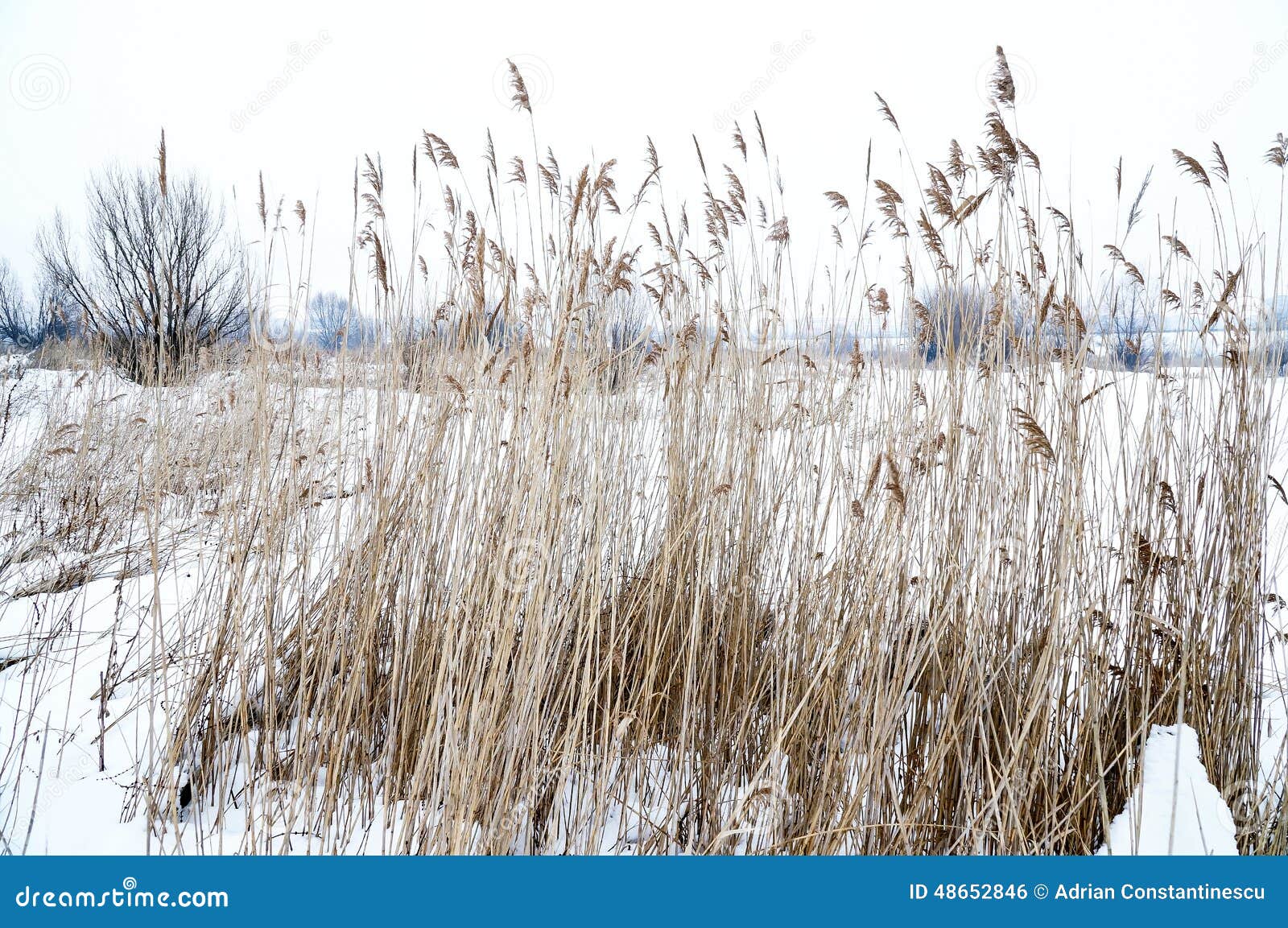 Reed in the snow stock photo. Image of cold, lake, water - 48652846