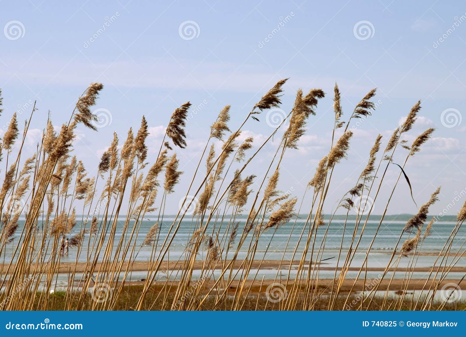 Reed stand stock image. Image of stand, reed, culm, wither - 740825