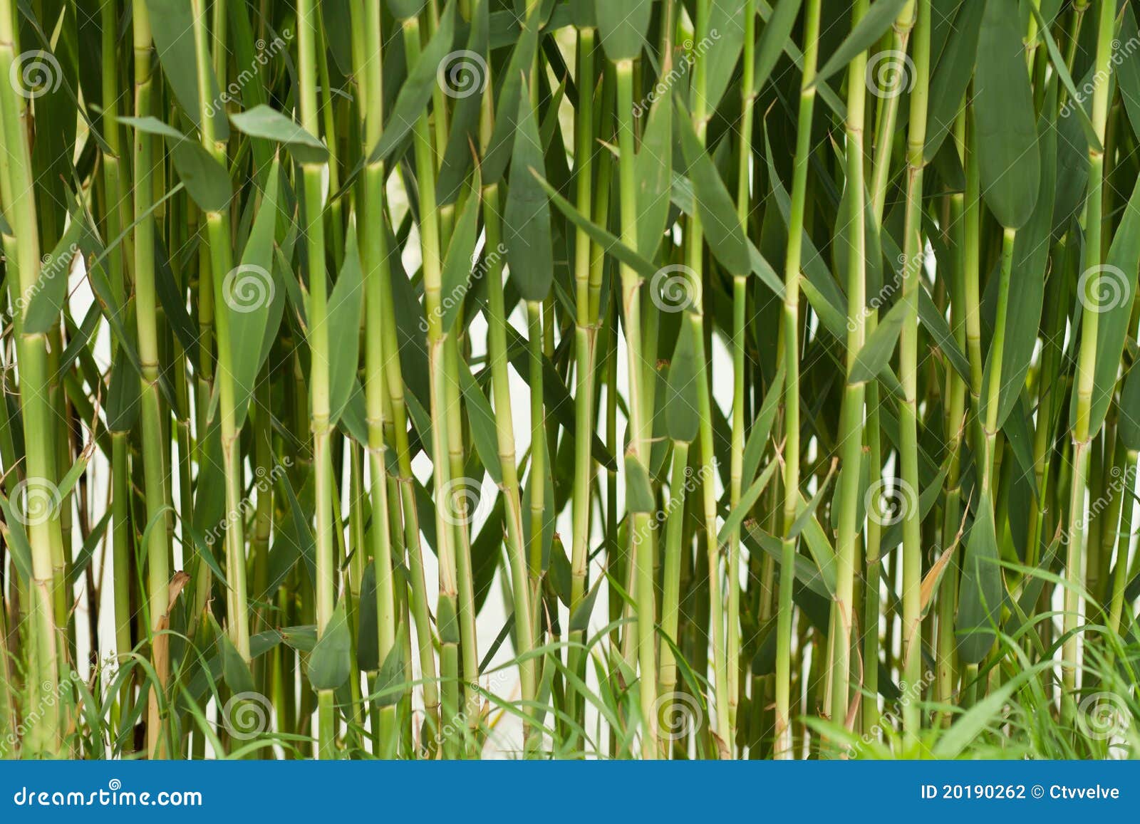 Reed stems stock photo. Image of rural, rush, summer - 20190262