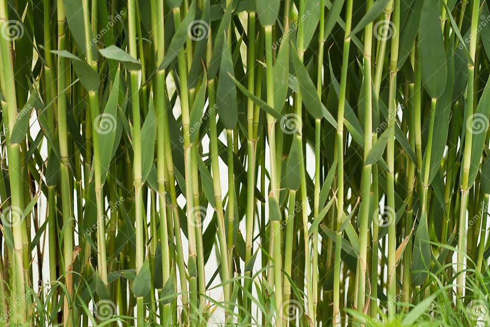 Reed stems stock photo. Image of rural, rush, summer - 20190262