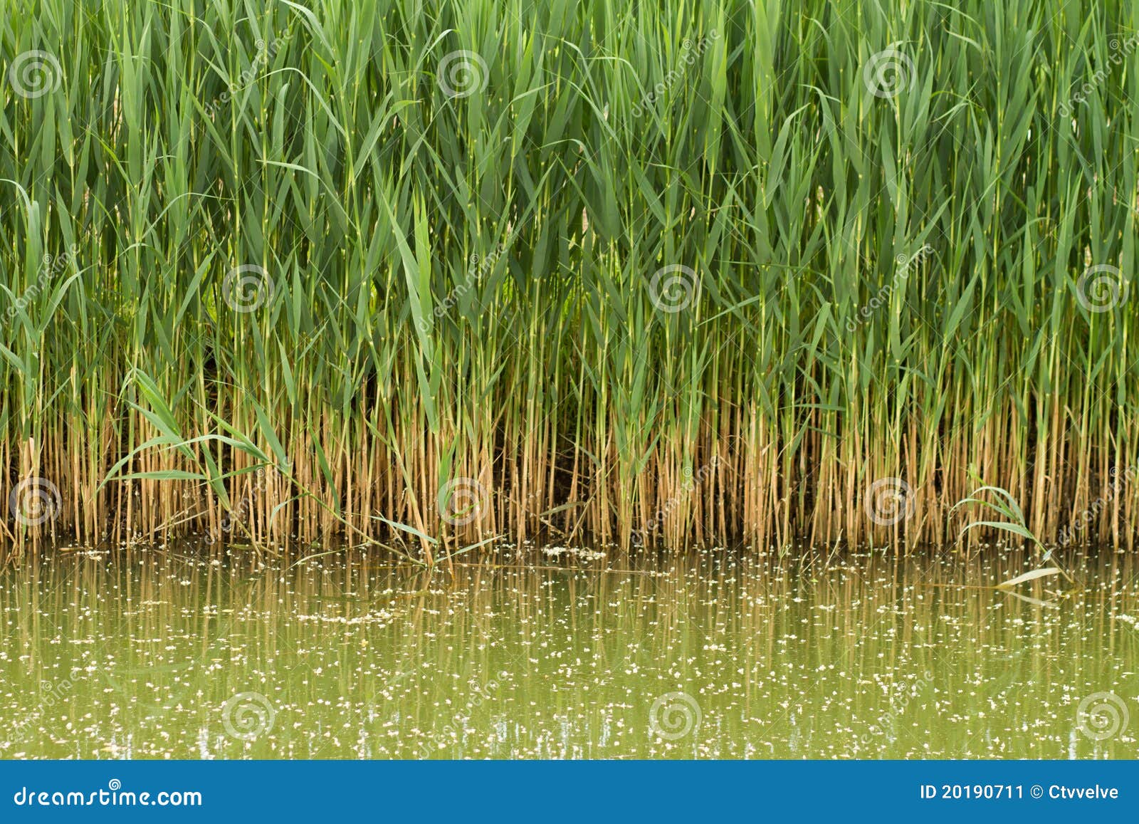 Reed stems stock image. Image of sunlight, grass, color - 20190711