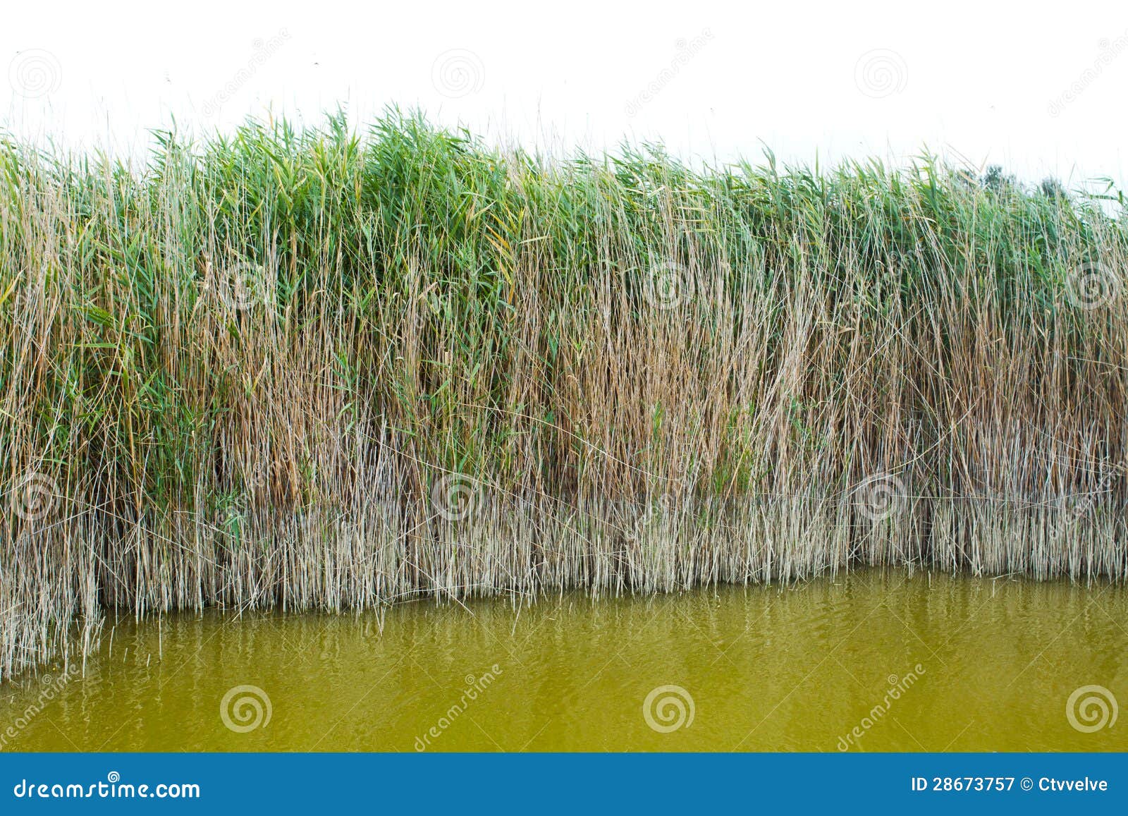 Reed stems stock image. Image of sunlight, outdoors, herb - 28673757