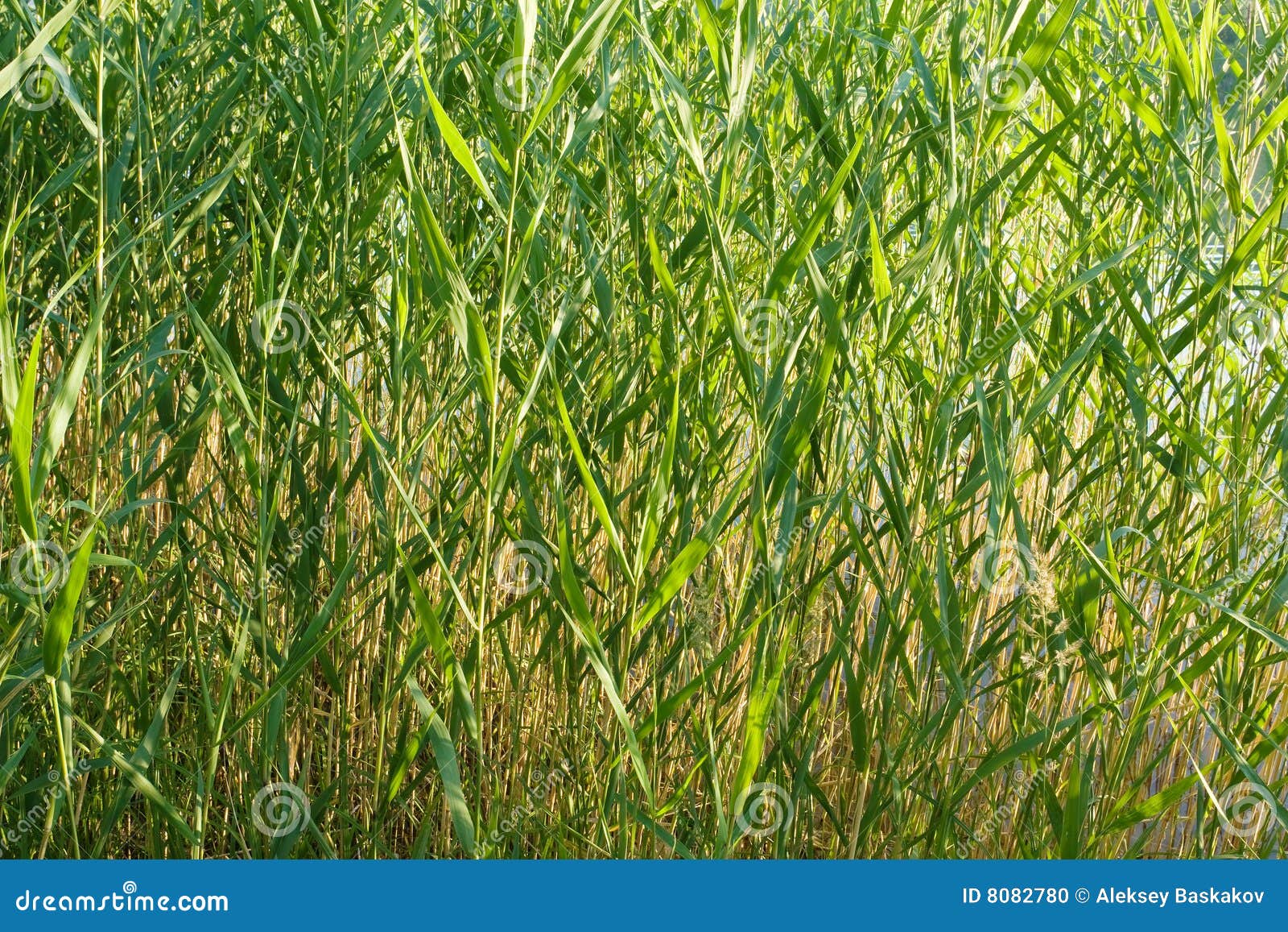 1,882 Reed Stems Stock Photos - Free & Royalty-Free Stock Photos from ...