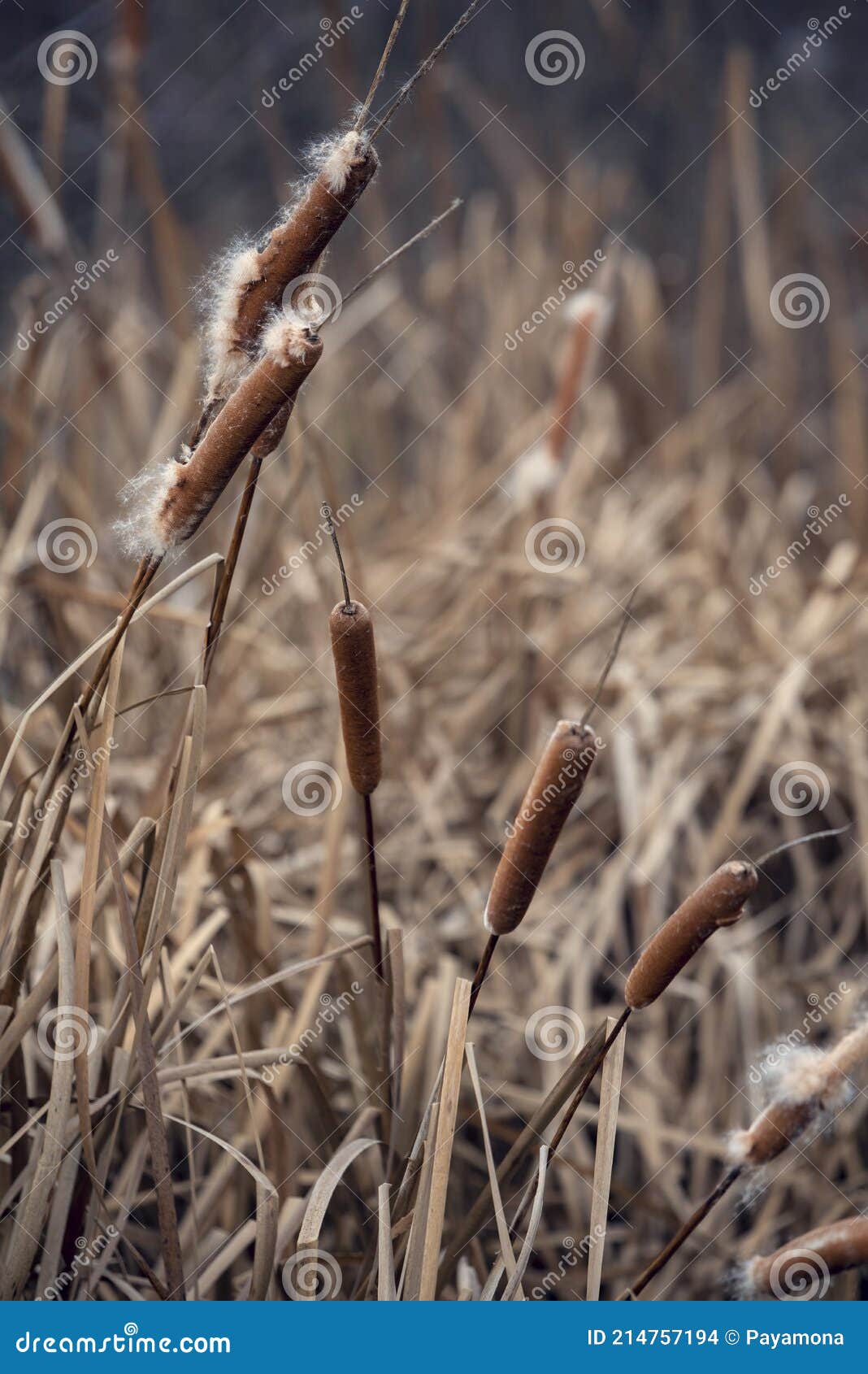 Reed stems stock photo. Image of herbaceous, aquatic - 214757194
