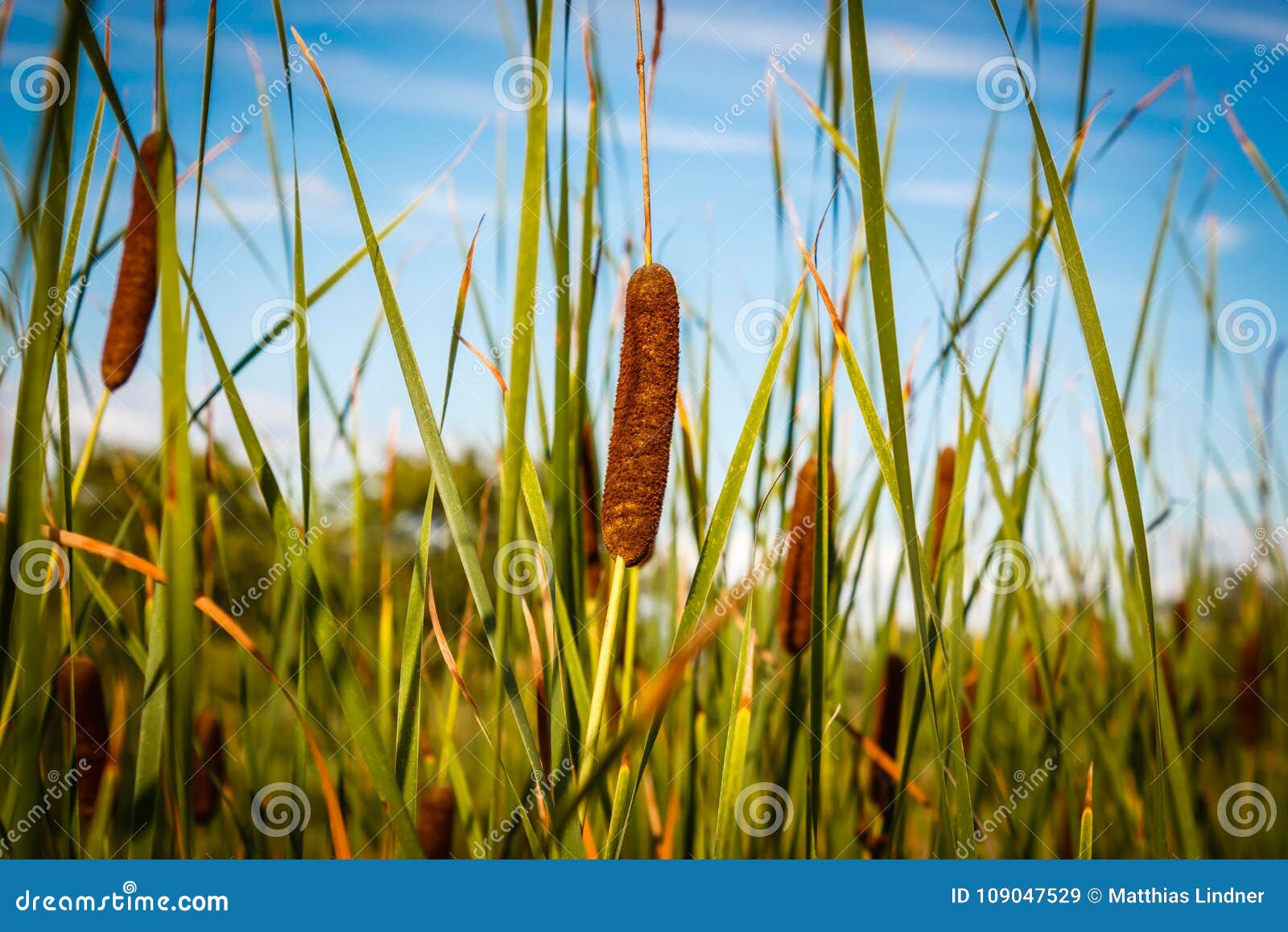 Reed Stems in Front of Blue Sky Stock Image - Image of blue, landscape ...