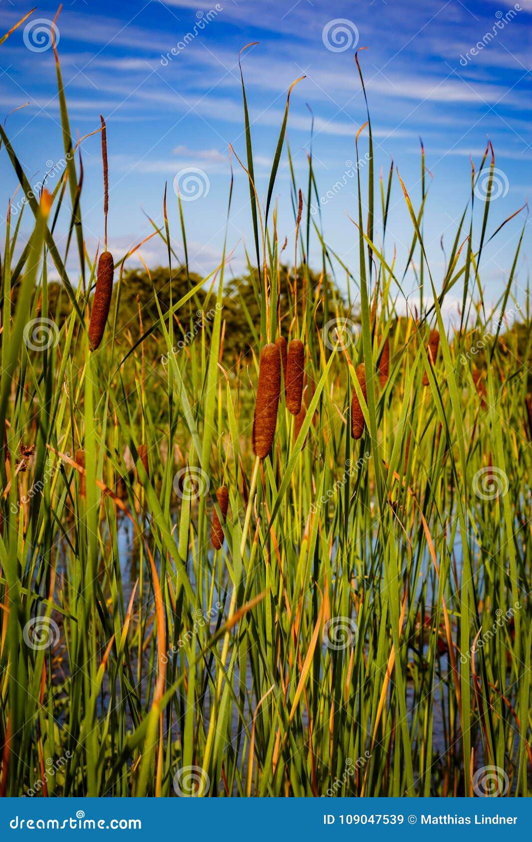 Reed Stems in Front of Blue Sky Stock Image - Image of background ...