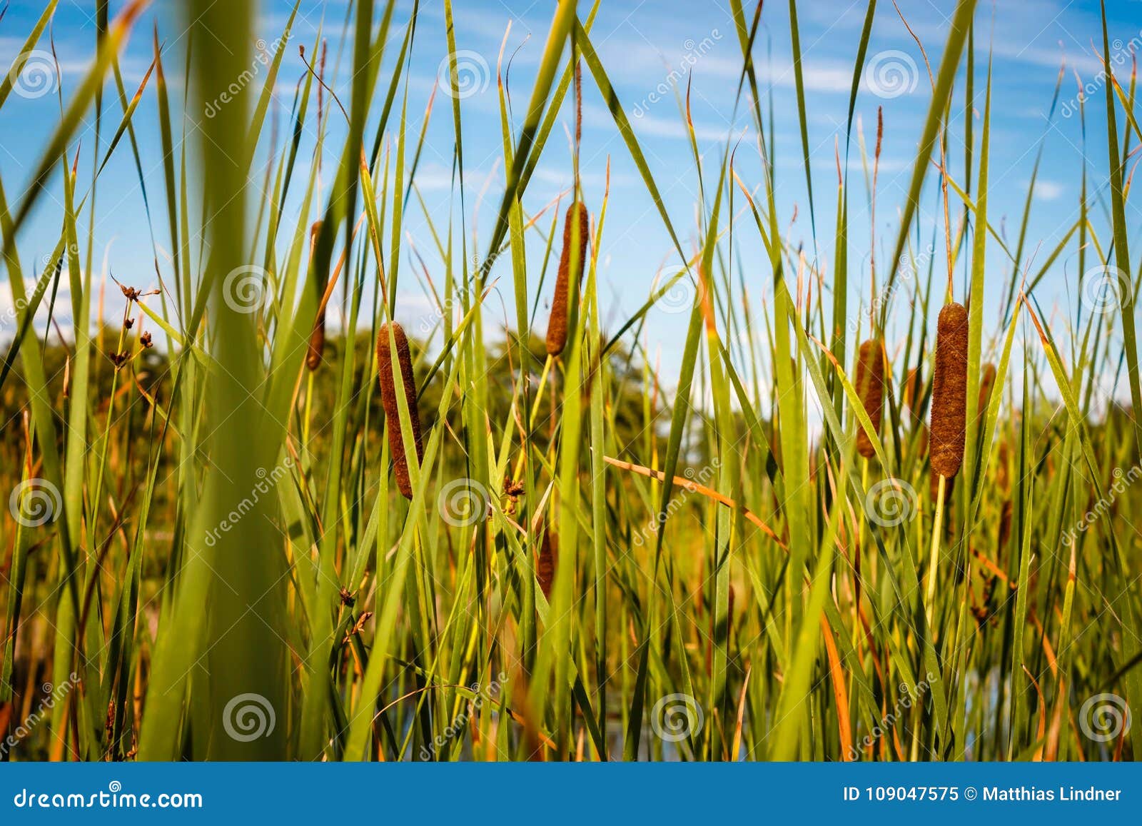 Reed Stems in Front of Blue Sky Stock Image - Image of green, peaceful ...
