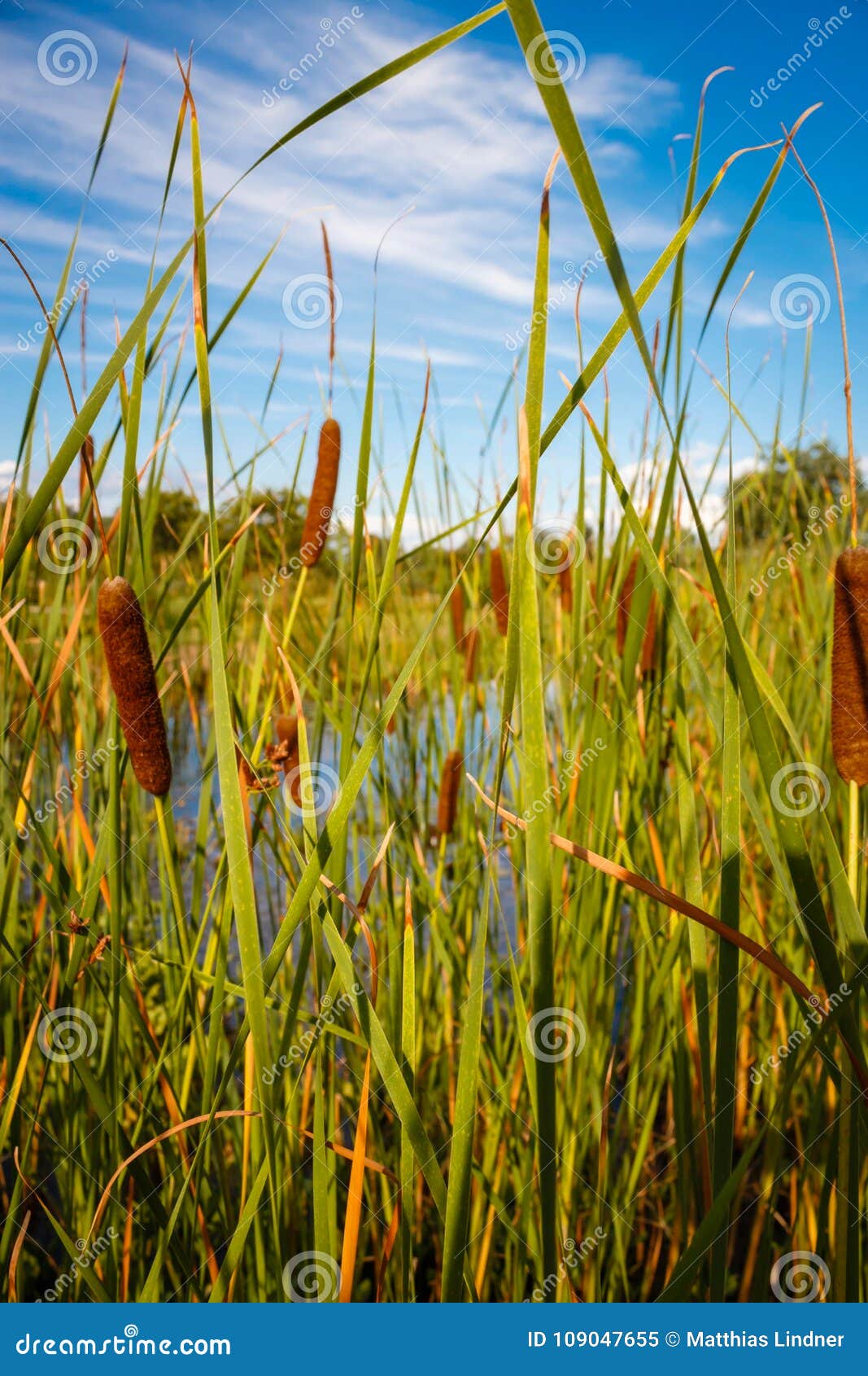 Reed Stems in Front of Blue Sky Stock Image - Image of cattail ...