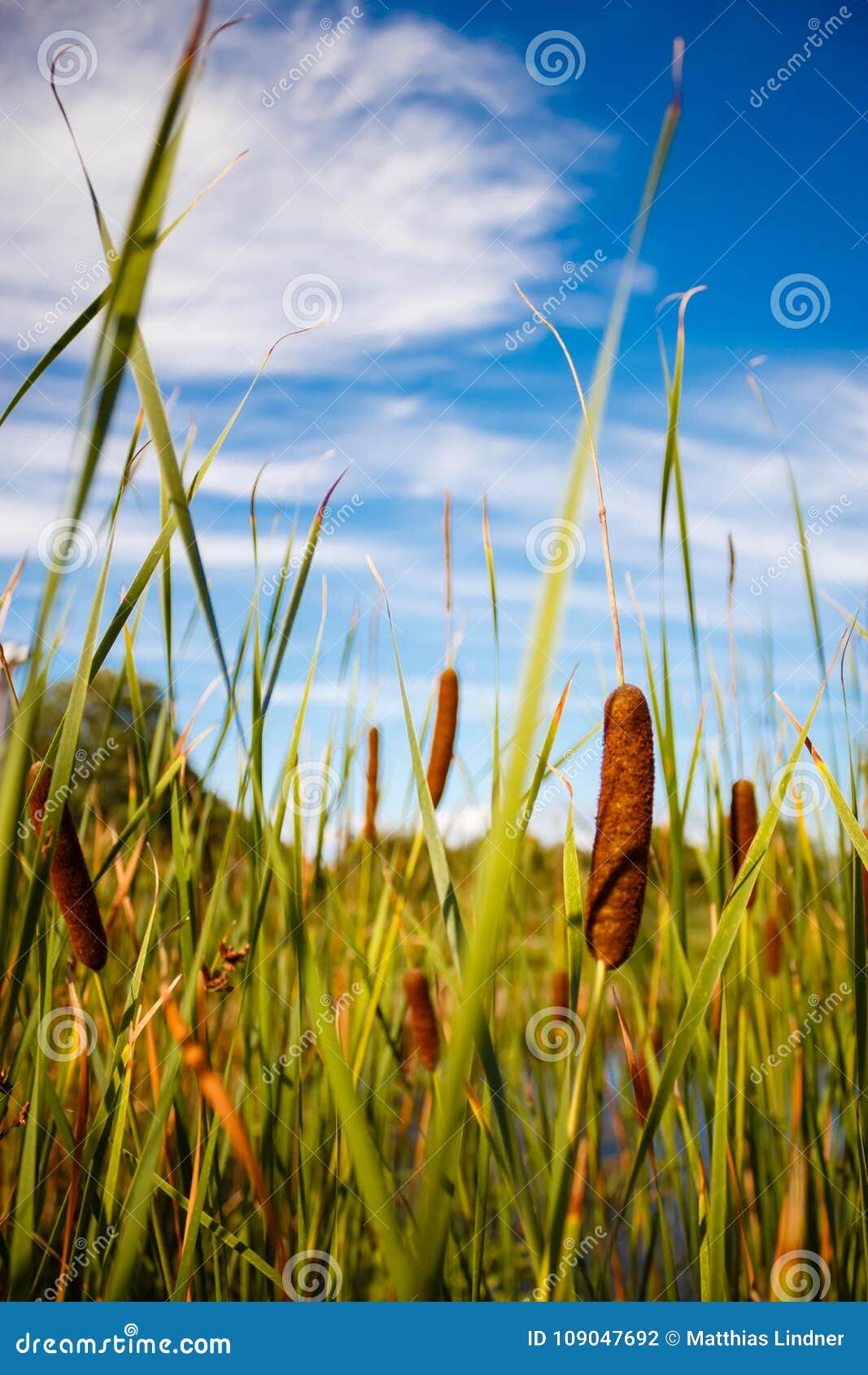 Reed Stems in Front of Blue Sky Stock Photo - Image of garden, cane ...