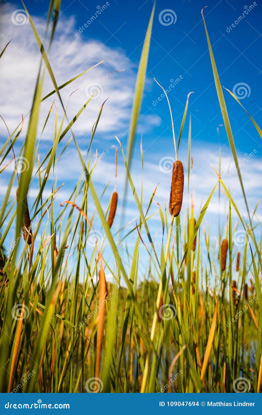Reed Stems in Front of Blue Sky Stock Photo - Image of pond, natural ...