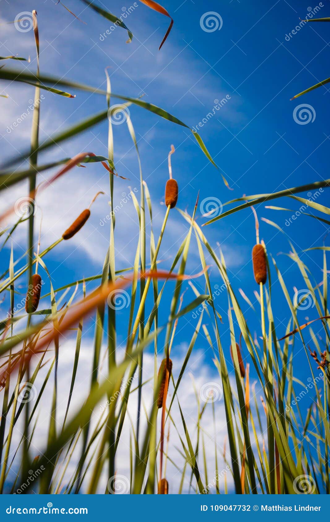 Reed Stems in Front of Blue Sky Stock Photo - Image of puddle, grass ...