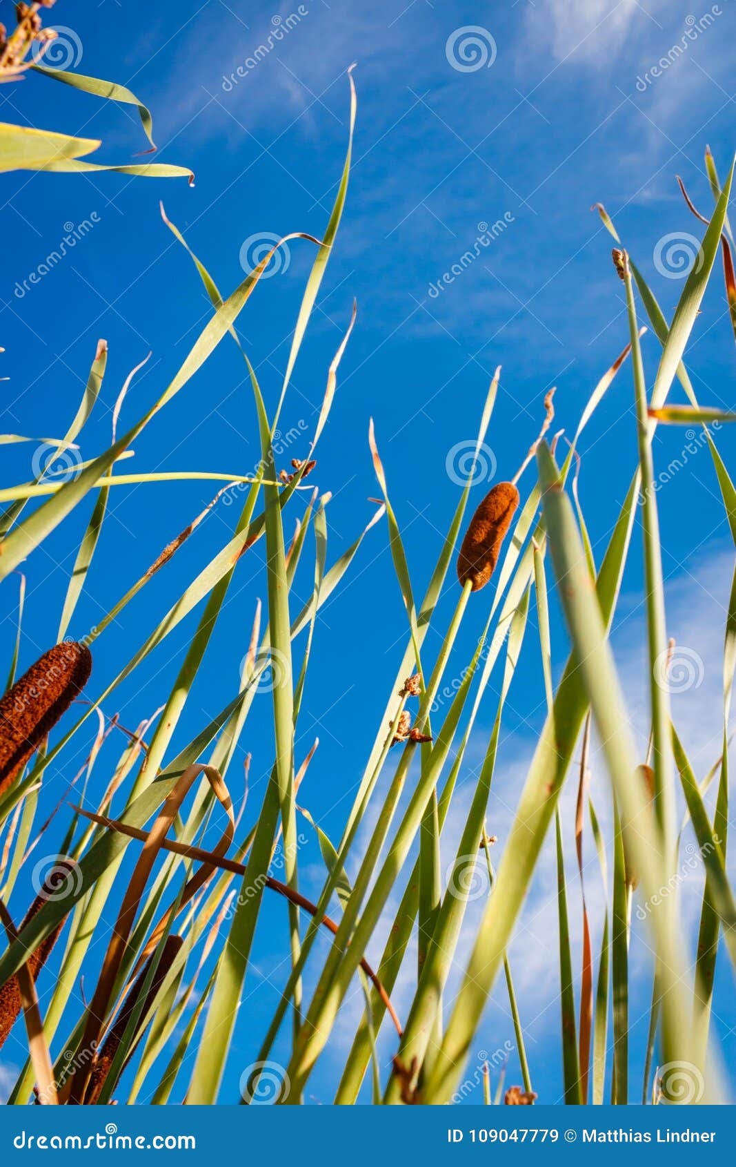 Reed Stems in Front of Blue Sky Stock Image - Image of puddle, garden ...