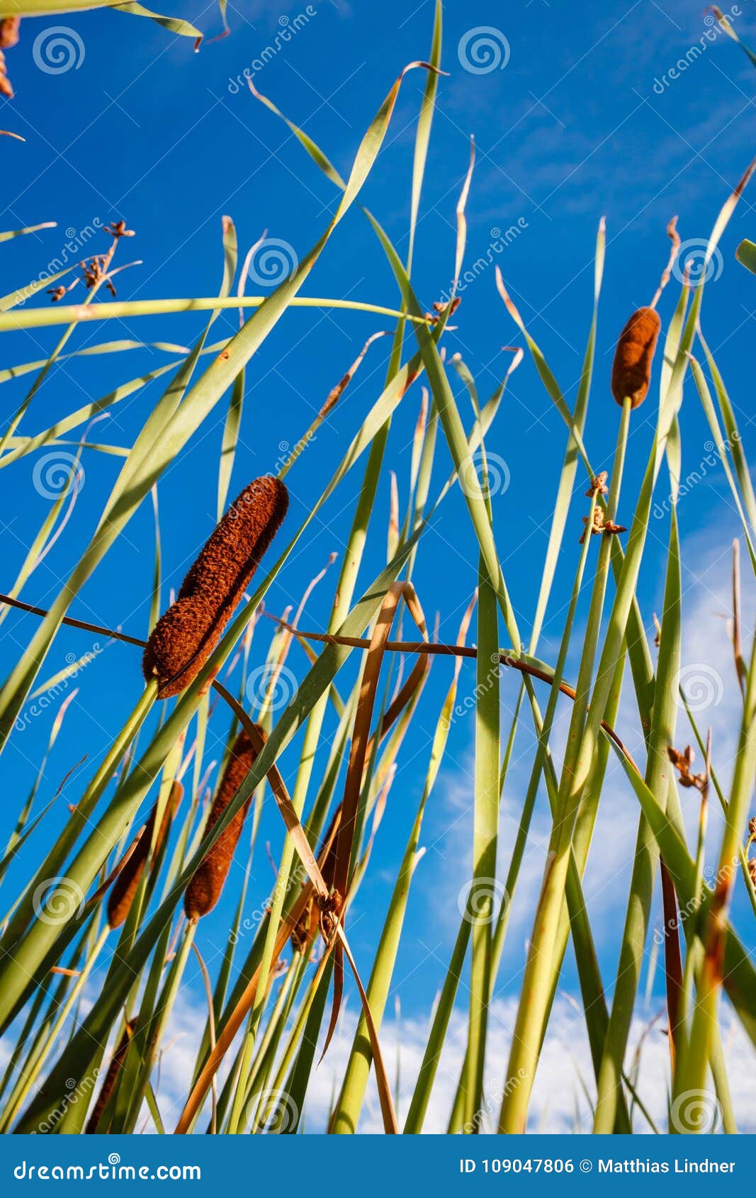 Reed Stems in Front of Blue Sky Stock Photo - Image of natural ...