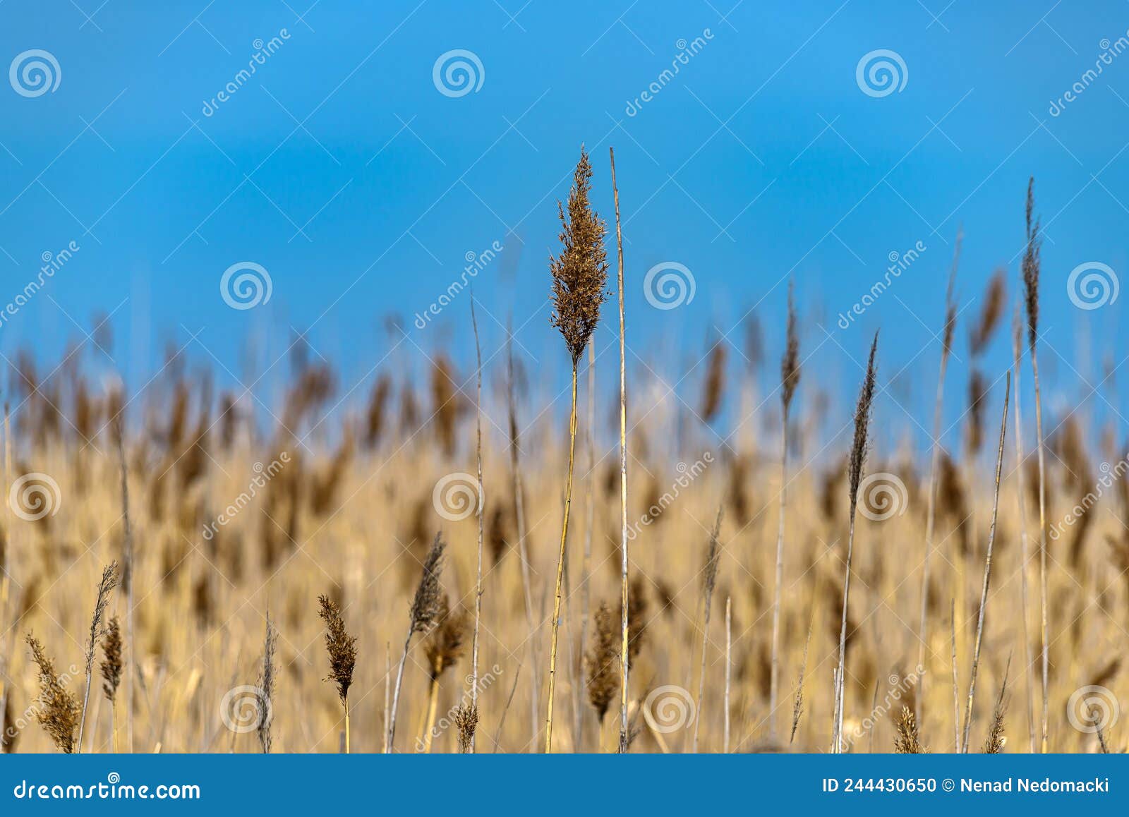 Reed Stems Yellow Golden Colored during Spring Stock Photo - Image of ...
