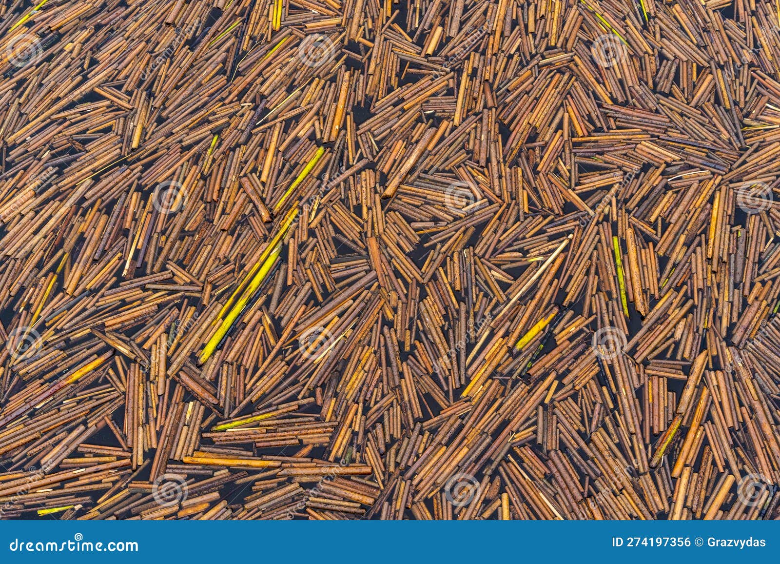 Dry Reed Straws Fence As Texture Or Background, Natural Material ...