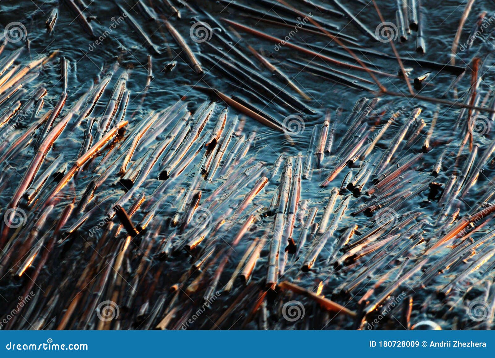 Reed straws in water stock image. Image of outdoor, abstract - 180728009